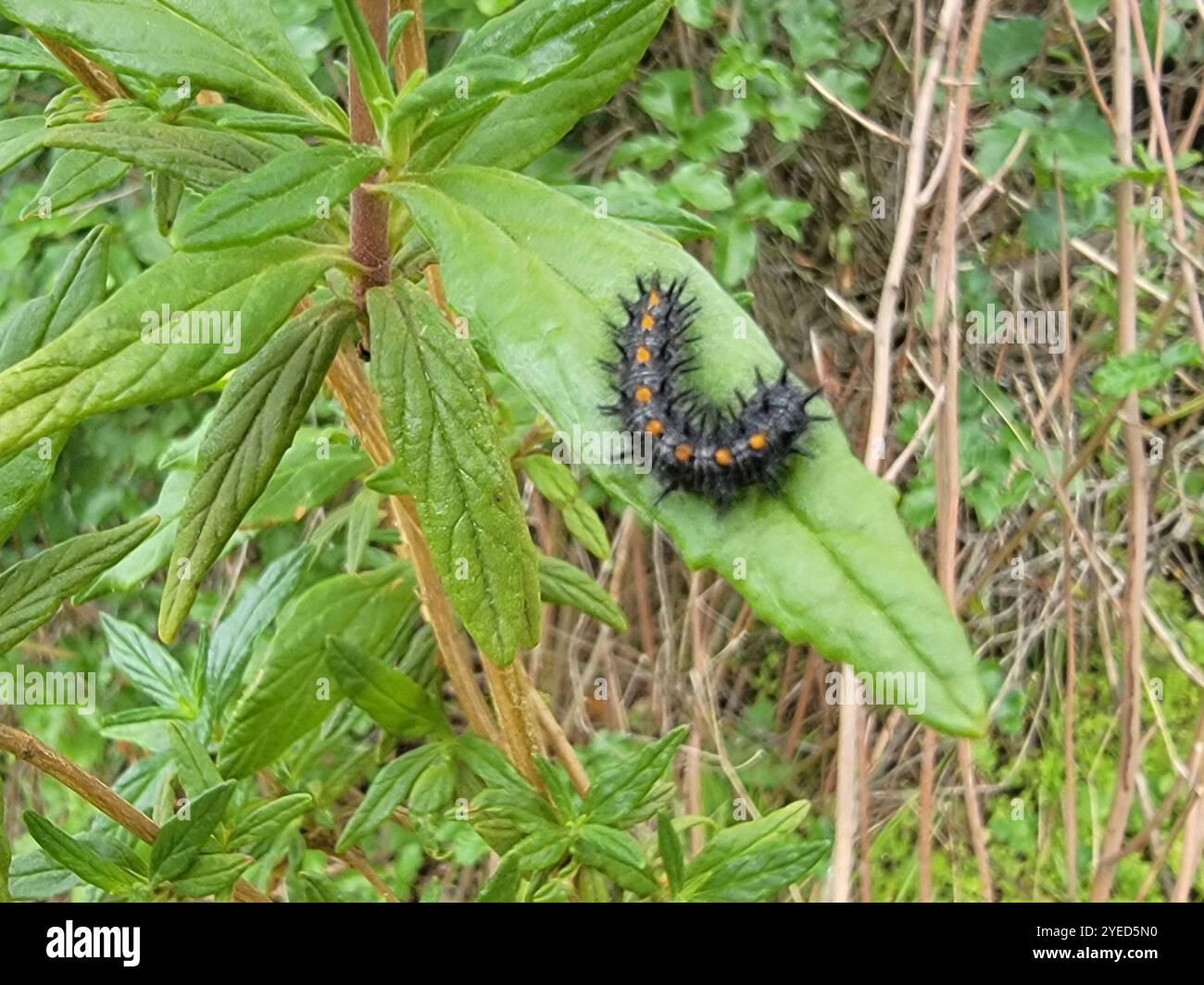Variable Checkerspot (Euphydryas chalcedona Stock Photo - Alamy