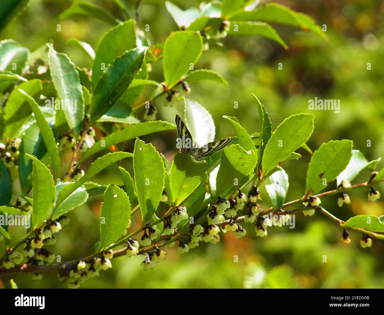 Japanese Flash (Rapala arata Stock Photo - Alamy
