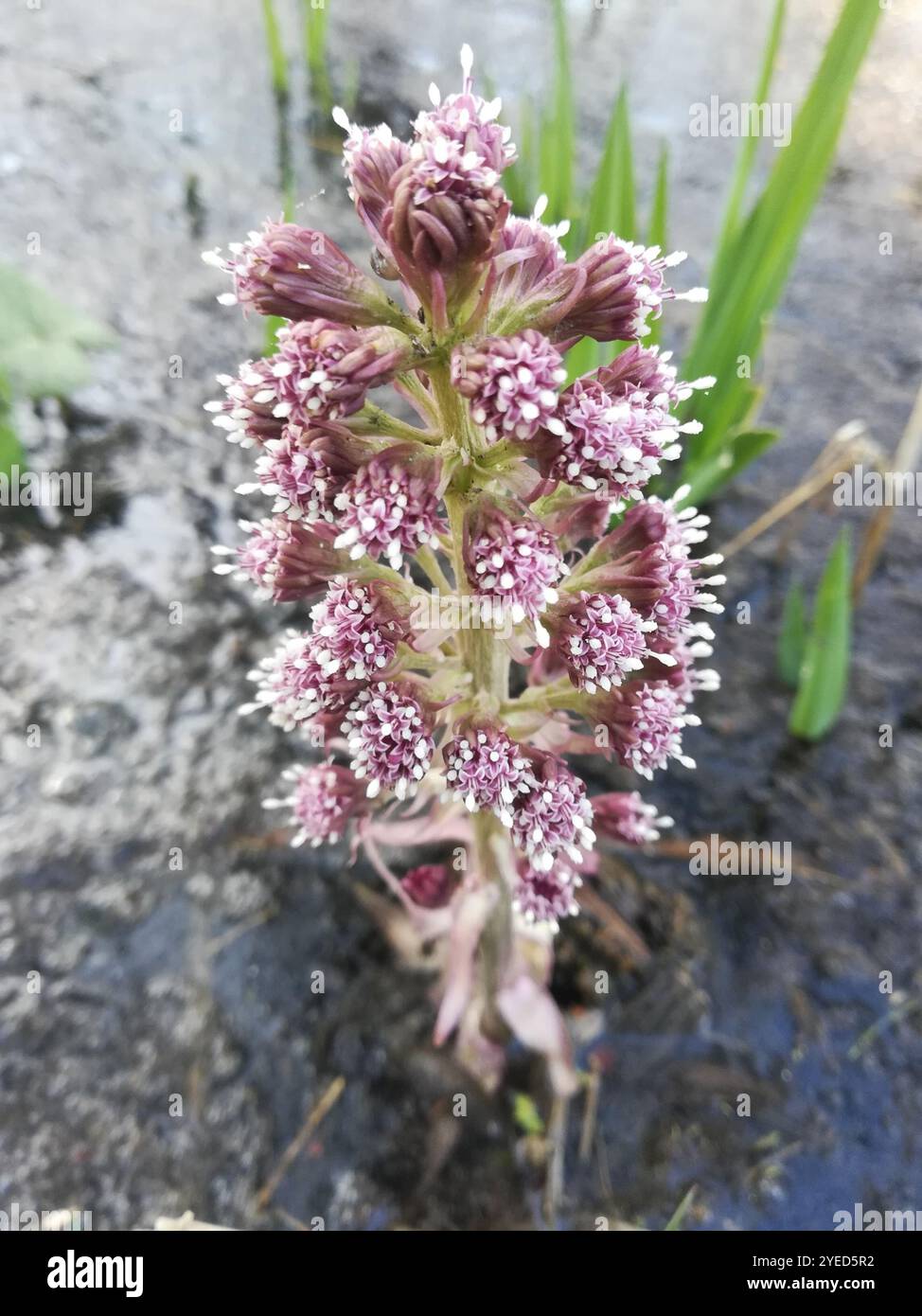 Common Butterbur (Petasites hybridus Stock Photo - Alamy