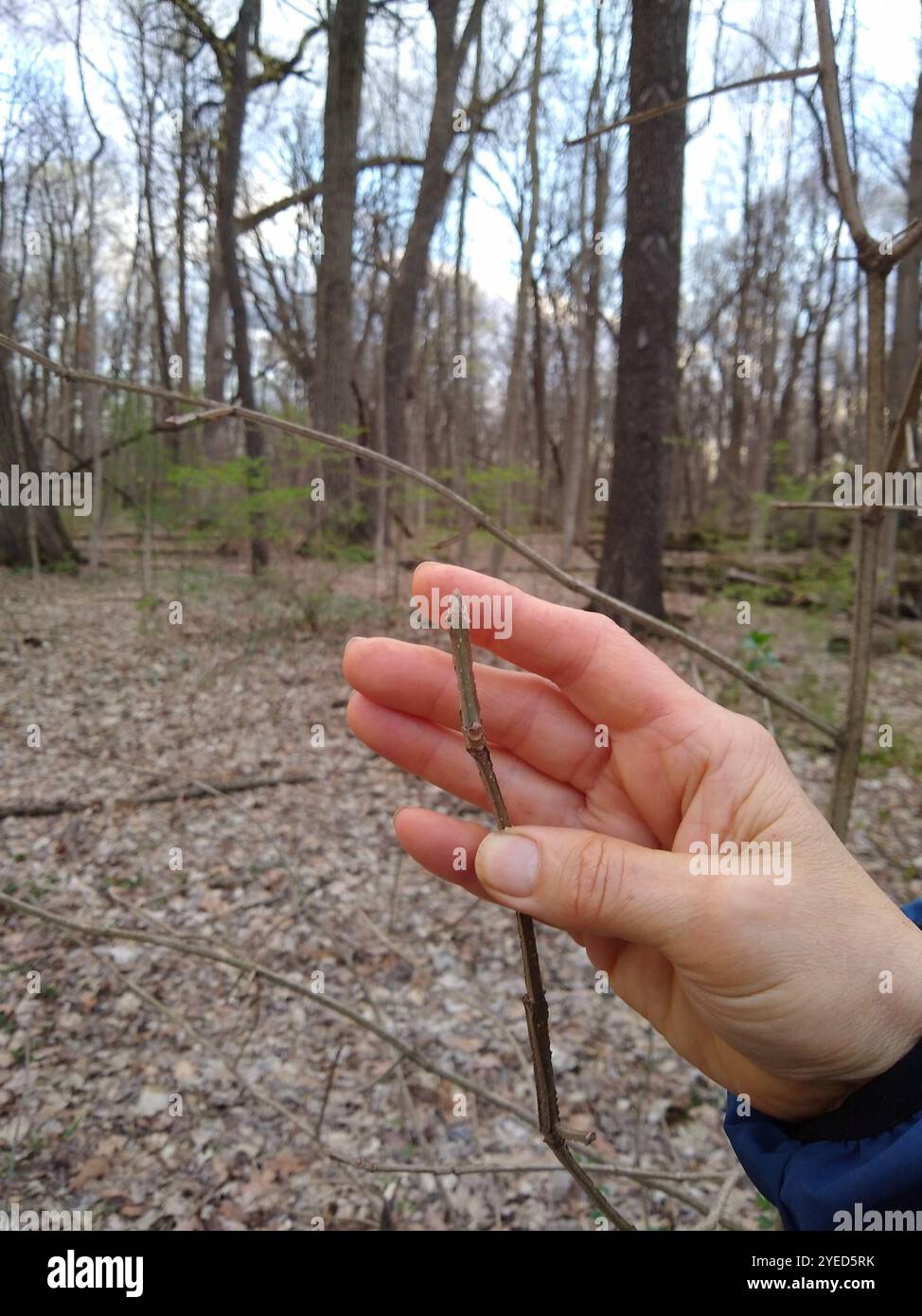 blue ash (Fraxinus quadrangulata Stock Photo - Alamy
