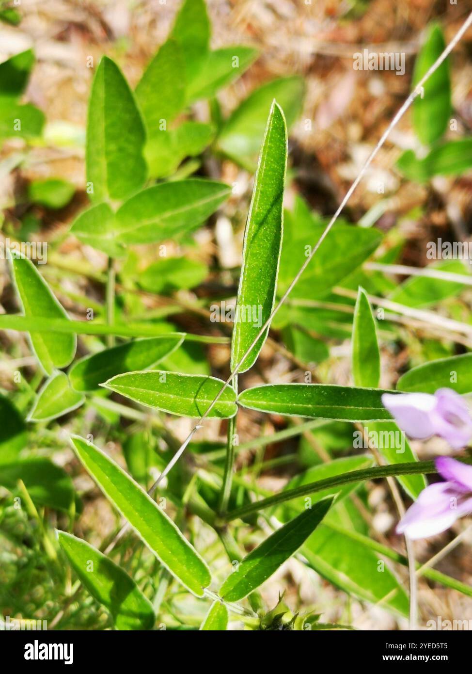 arabian pea (Bituminaria bituminosa Stock Photo - Alamy