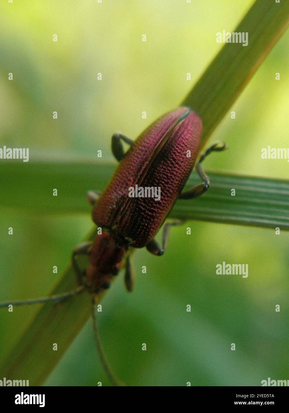 jewel reed beetle (Plateumaris sericea Stock Photo - Alamy