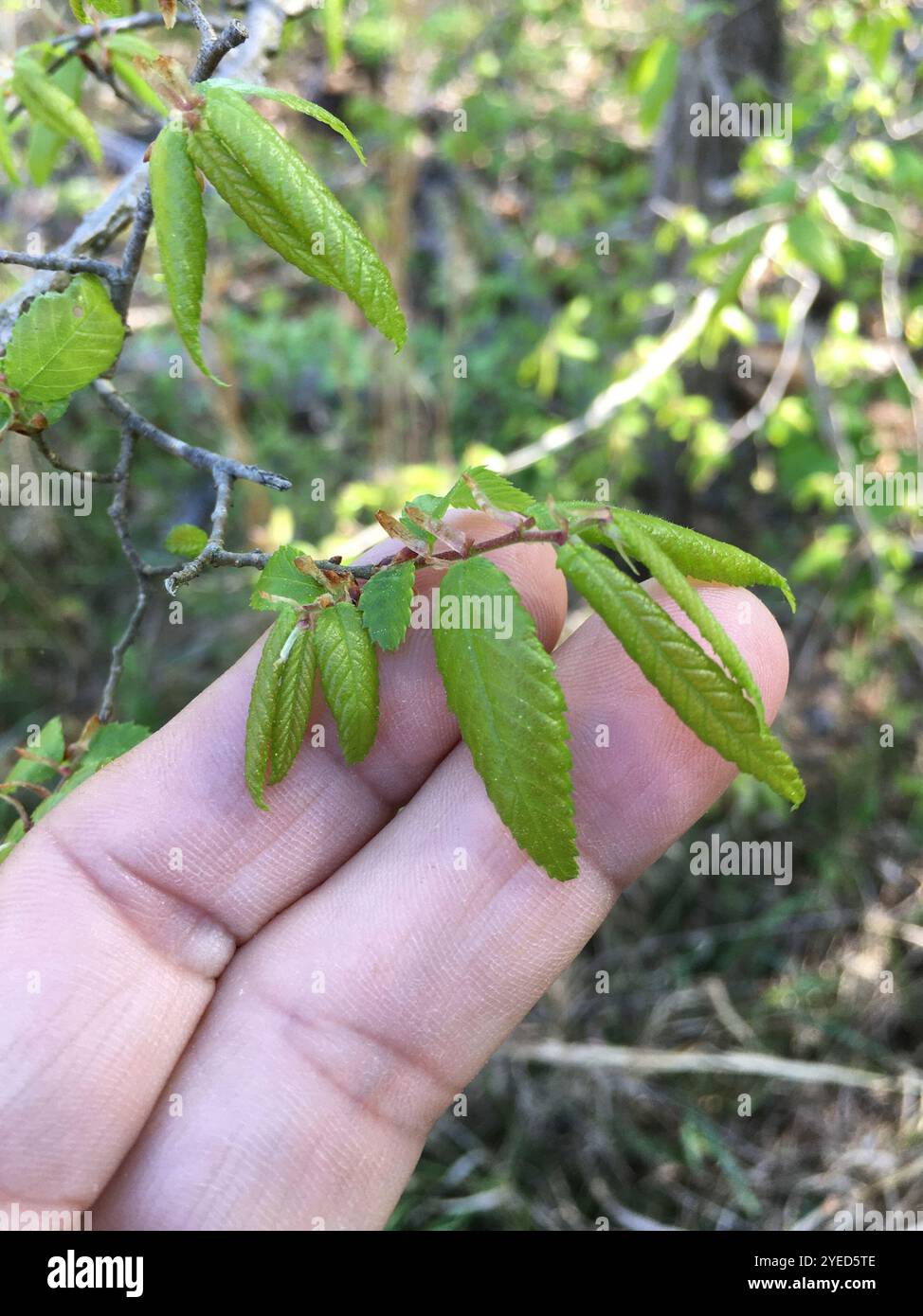 Winged Elm (Ulmus alata Stock Photo - Alamy