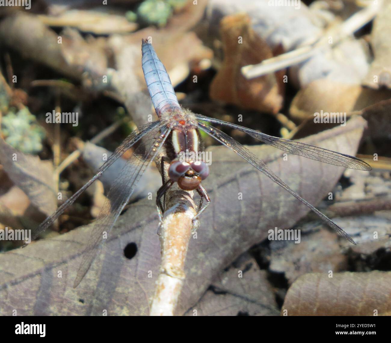 Blue Corporal (Ladona deplanata Stock Photo - Alamy