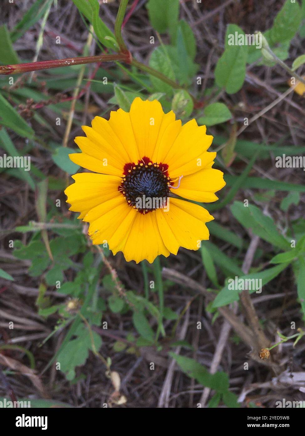 Golden Wave Tickseed (Coreopsis basalis Stock Photo - Alamy