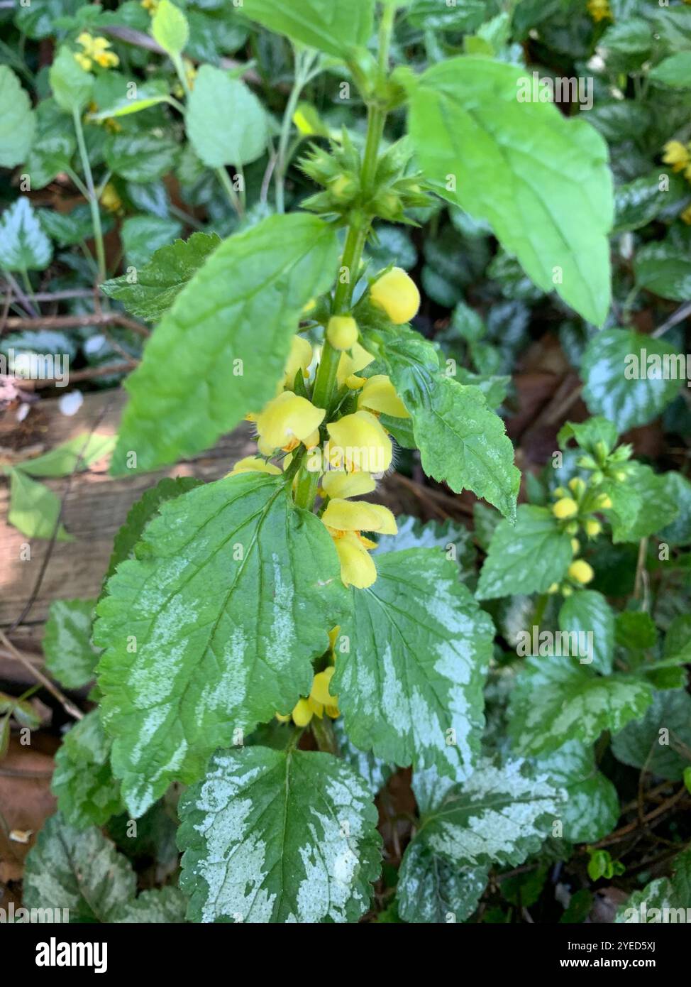 Variegated Yellow Archangel (Lamium galeobdolon argentatum Stock Photo ...
