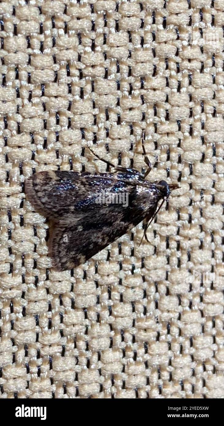 Maple Webworm Moth (Pococera asperatella Stock Photo - Alamy