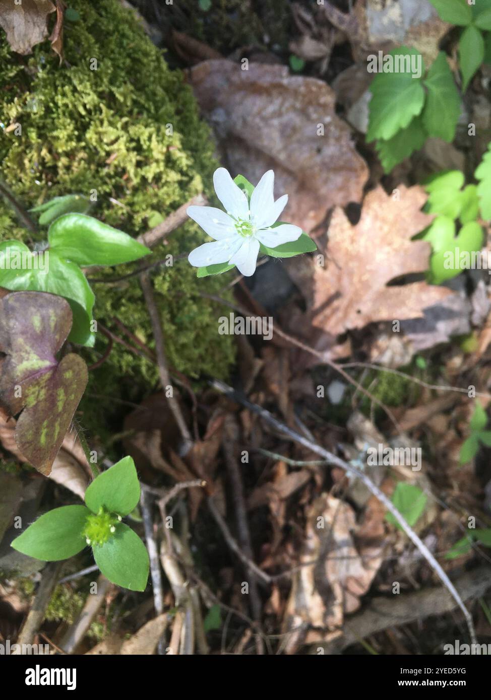 sharp-lobed hepatica (Hepatica acutiloba Stock Photo - Alamy