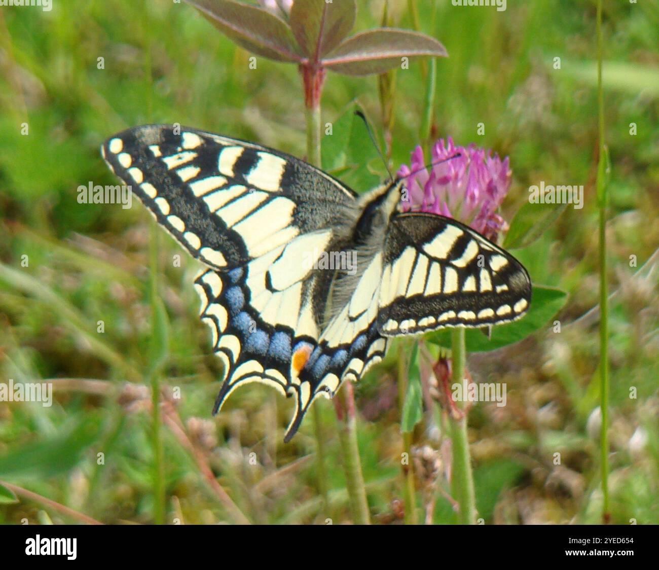 Old World Swallowtail (Papilio machaon Stock Photo - Alamy