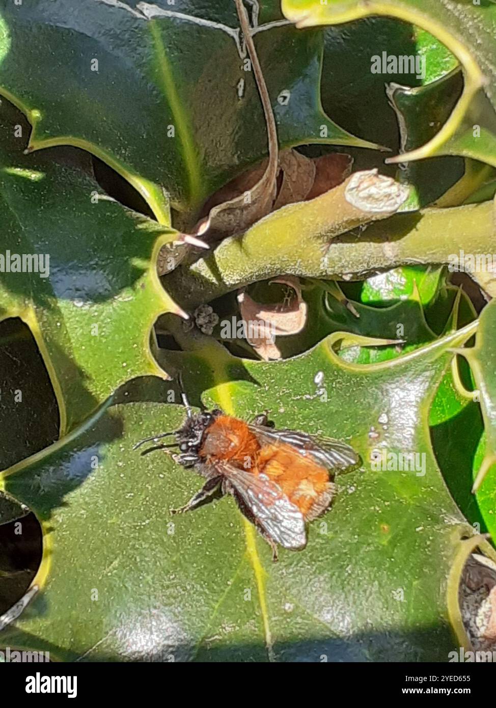 Tawny Mining Bee (Andrena fulva Stock Photo - Alamy