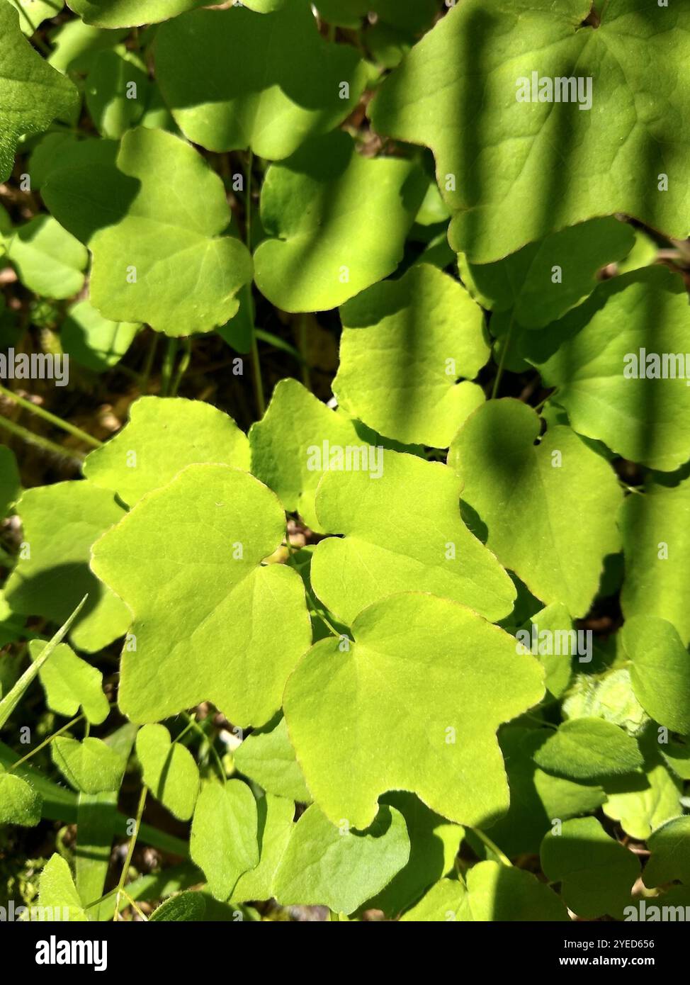 White Inside-out Flower (Vancouveria hexandra Stock Photo - Alamy