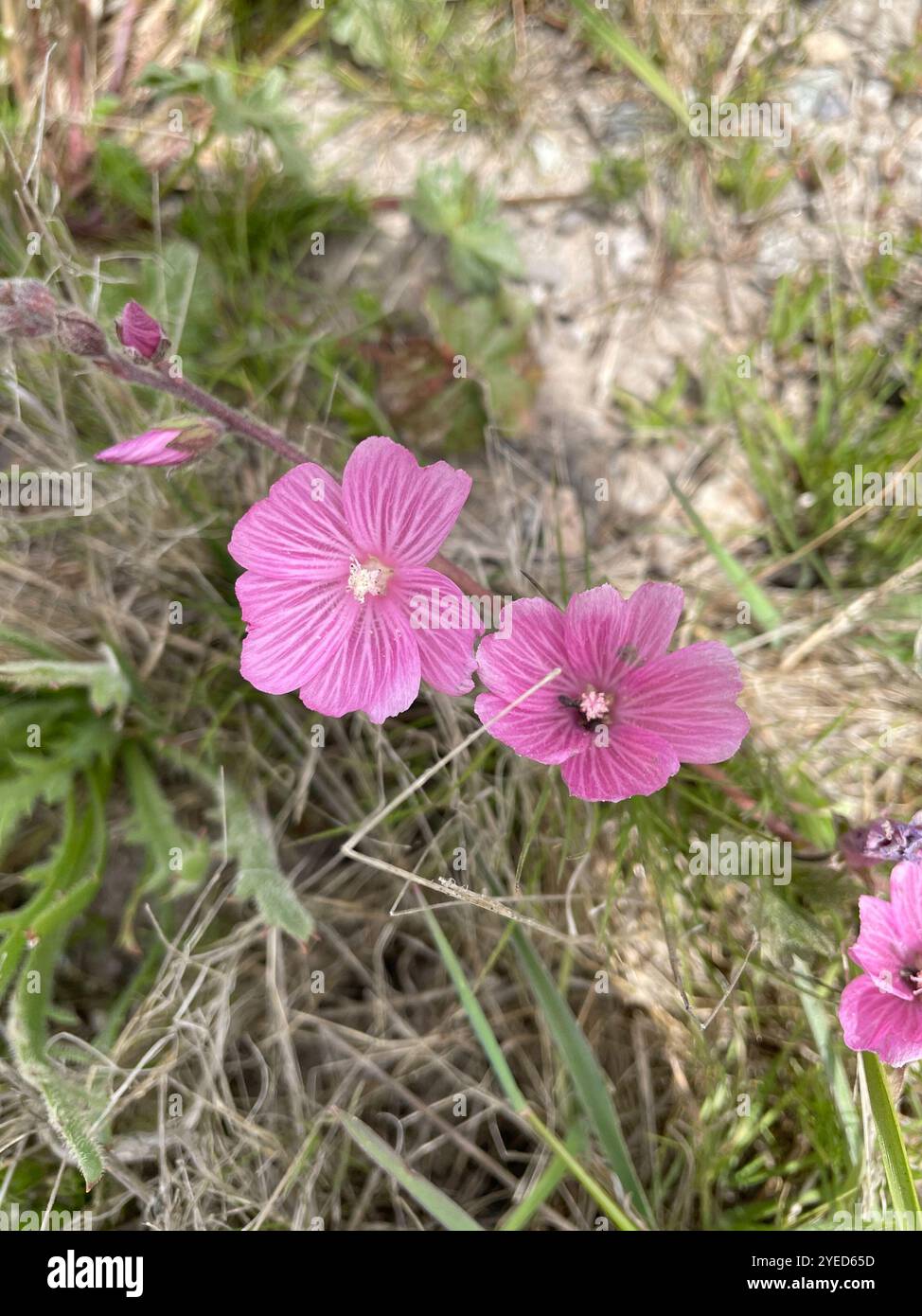 Checkerbloom Sidalcea Malviflora Stock Photo Alamy