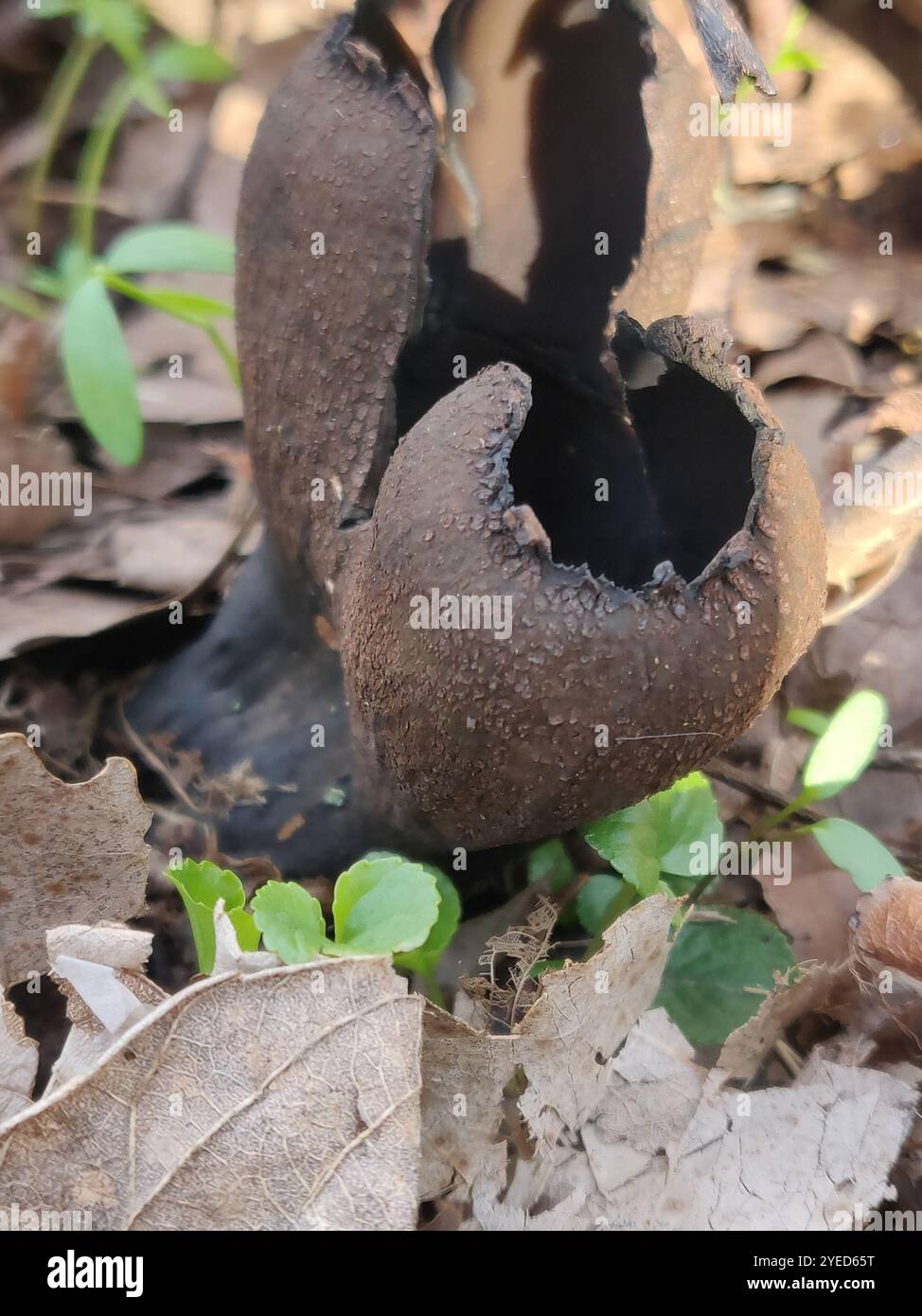 devil's urn (Urnula craterium Stock Photo - Alamy