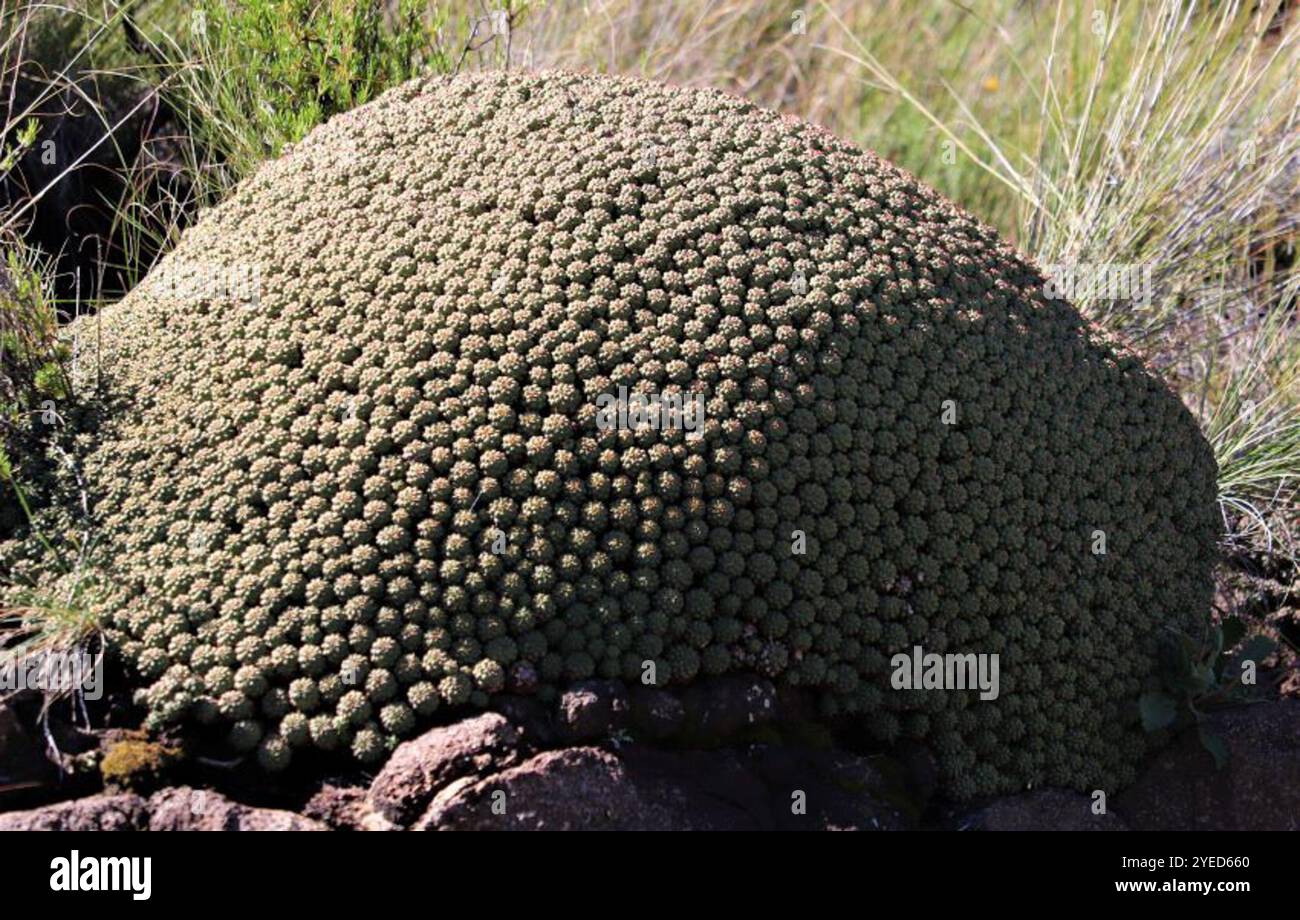 Lion Spoor (Euphorbia clavarioides Stock Photo - Alamy