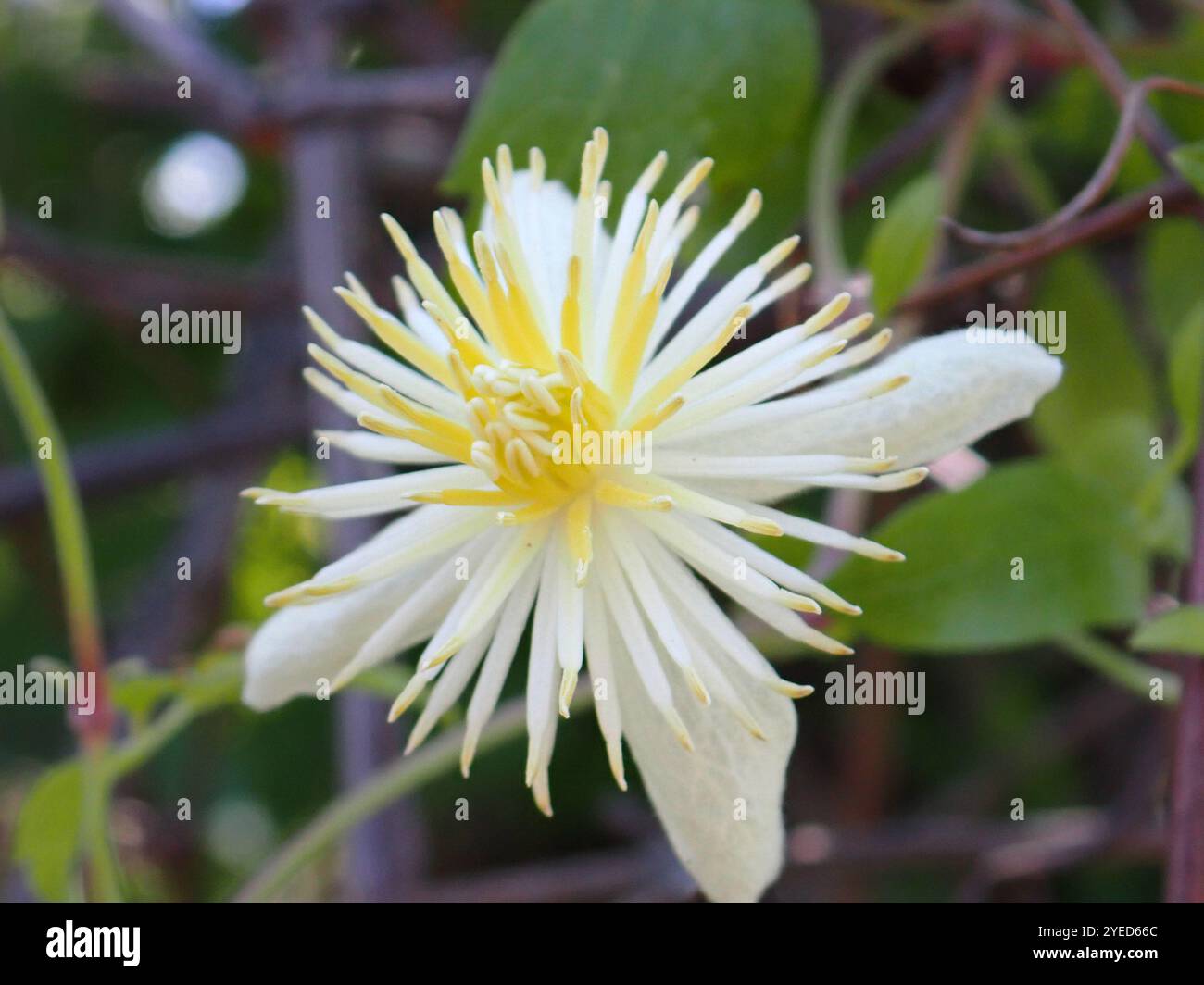 Pipestem Clematis (Clematis lasiantha Stock Photo - Alamy