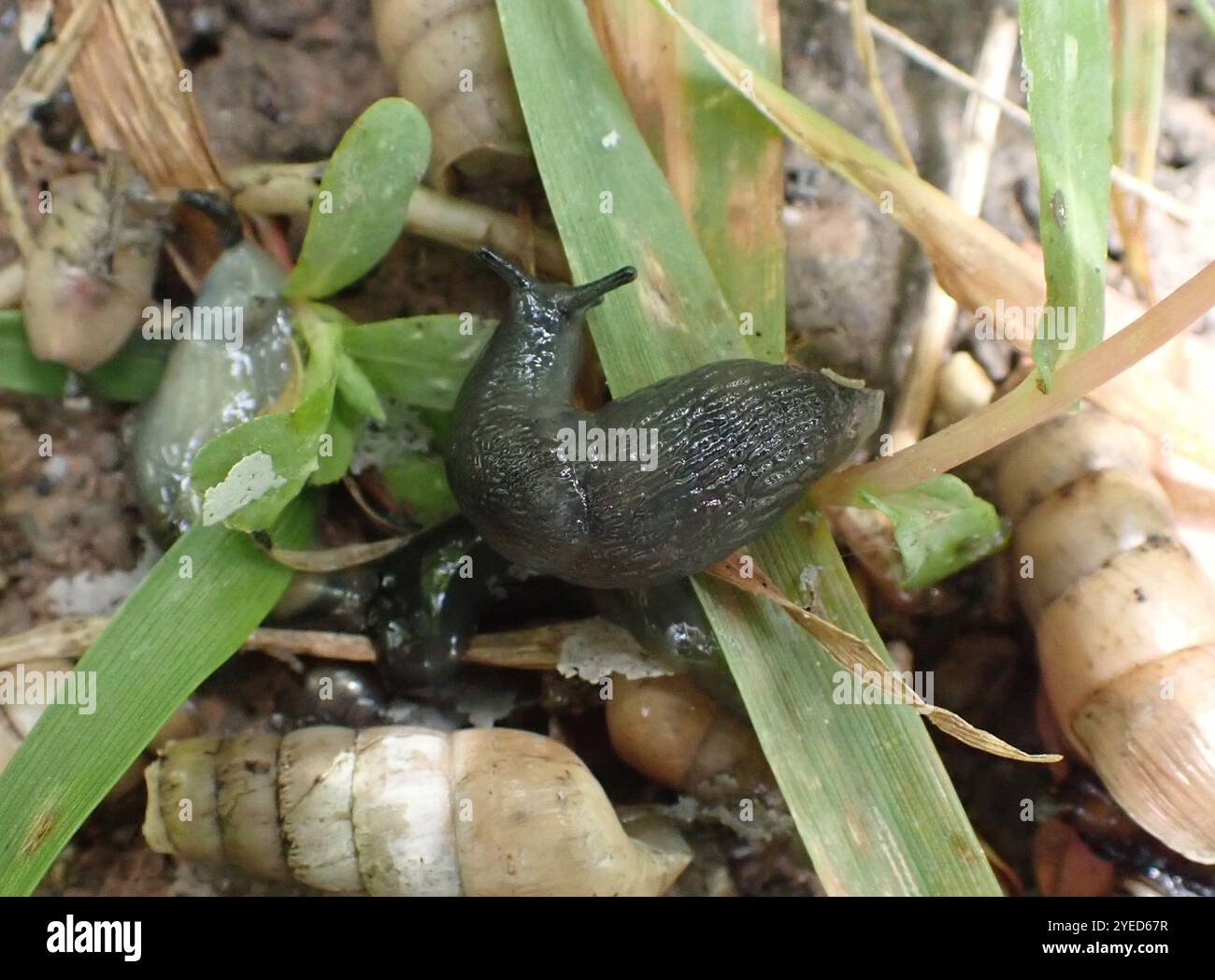 Smooth Land Slugs (Deroceras Stock Photo - Alamy