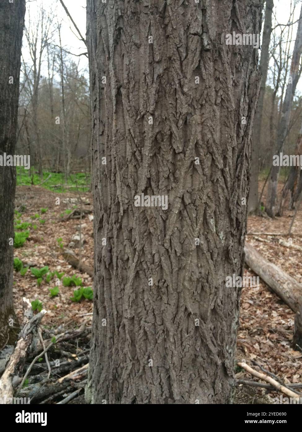 Butternut (Juglans cinerea Stock Photo - Alamy