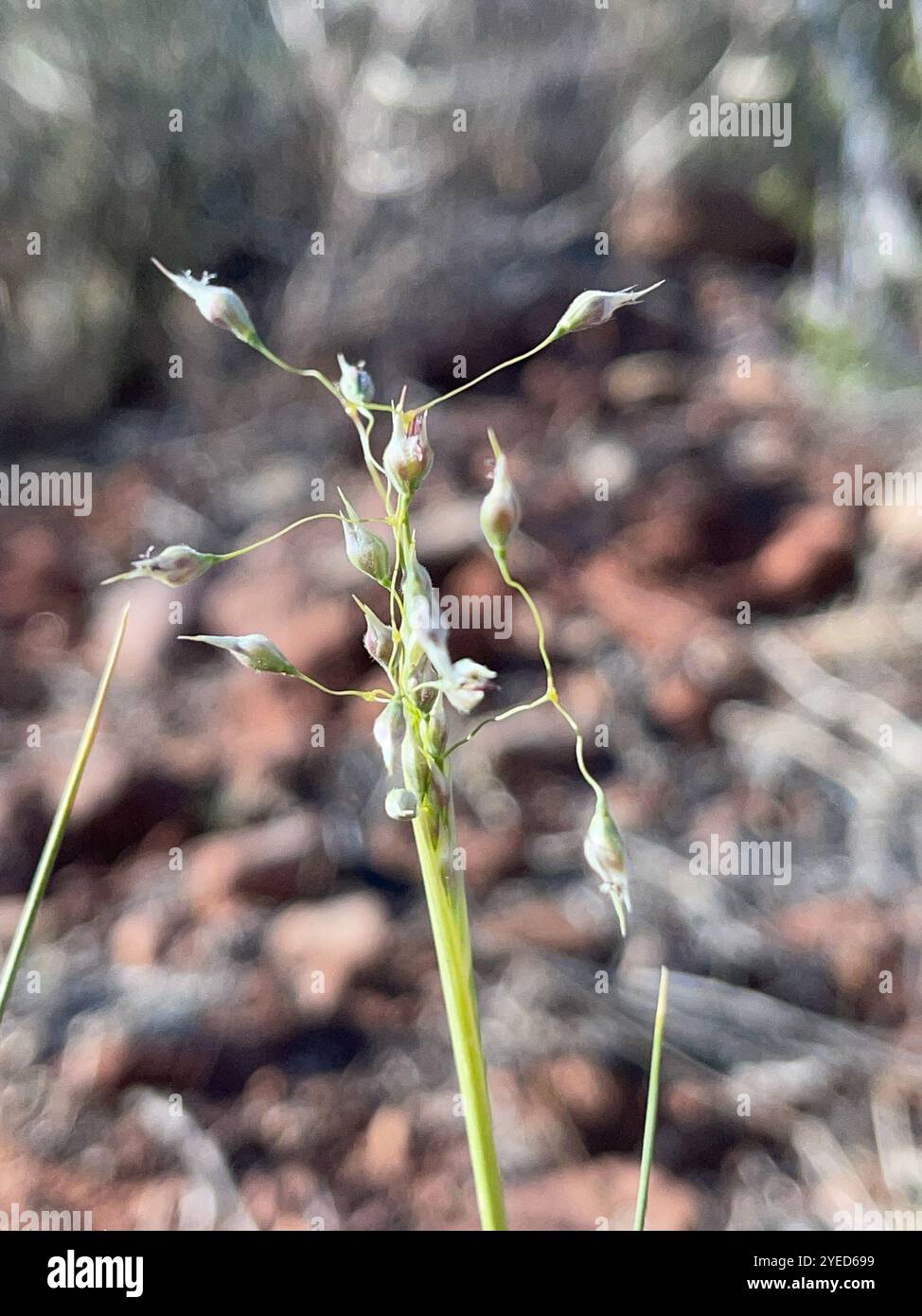 Sand Ricegrass (Eriocoma hymenoides Stock Photo - Alamy