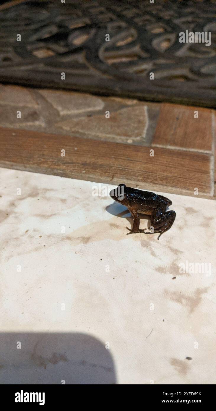 Sabinal hi-res stock photography and images - Alamy