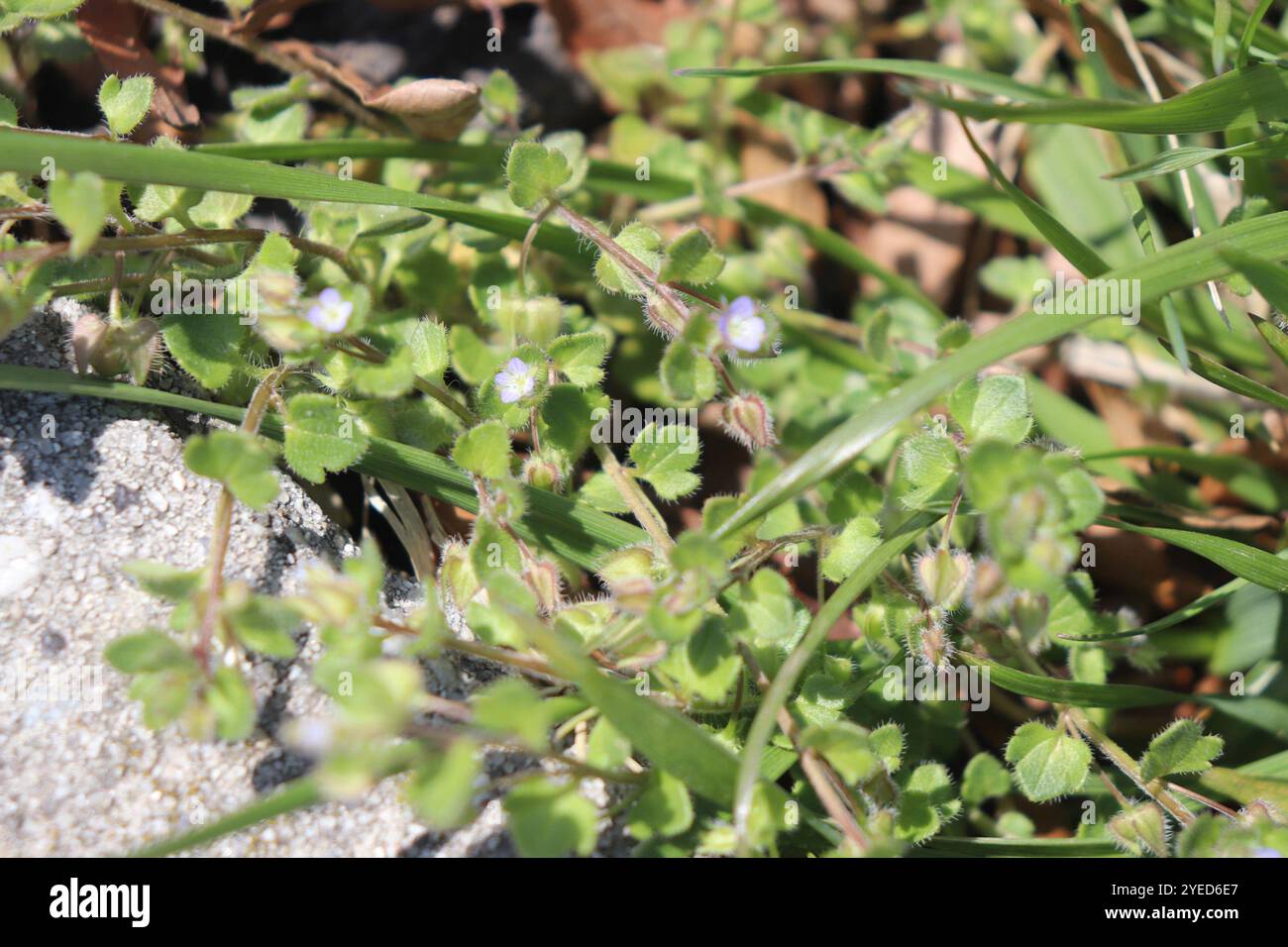 Ivy-leaved Speedwell (Veronica hederifolia Stock Photo - Alamy
