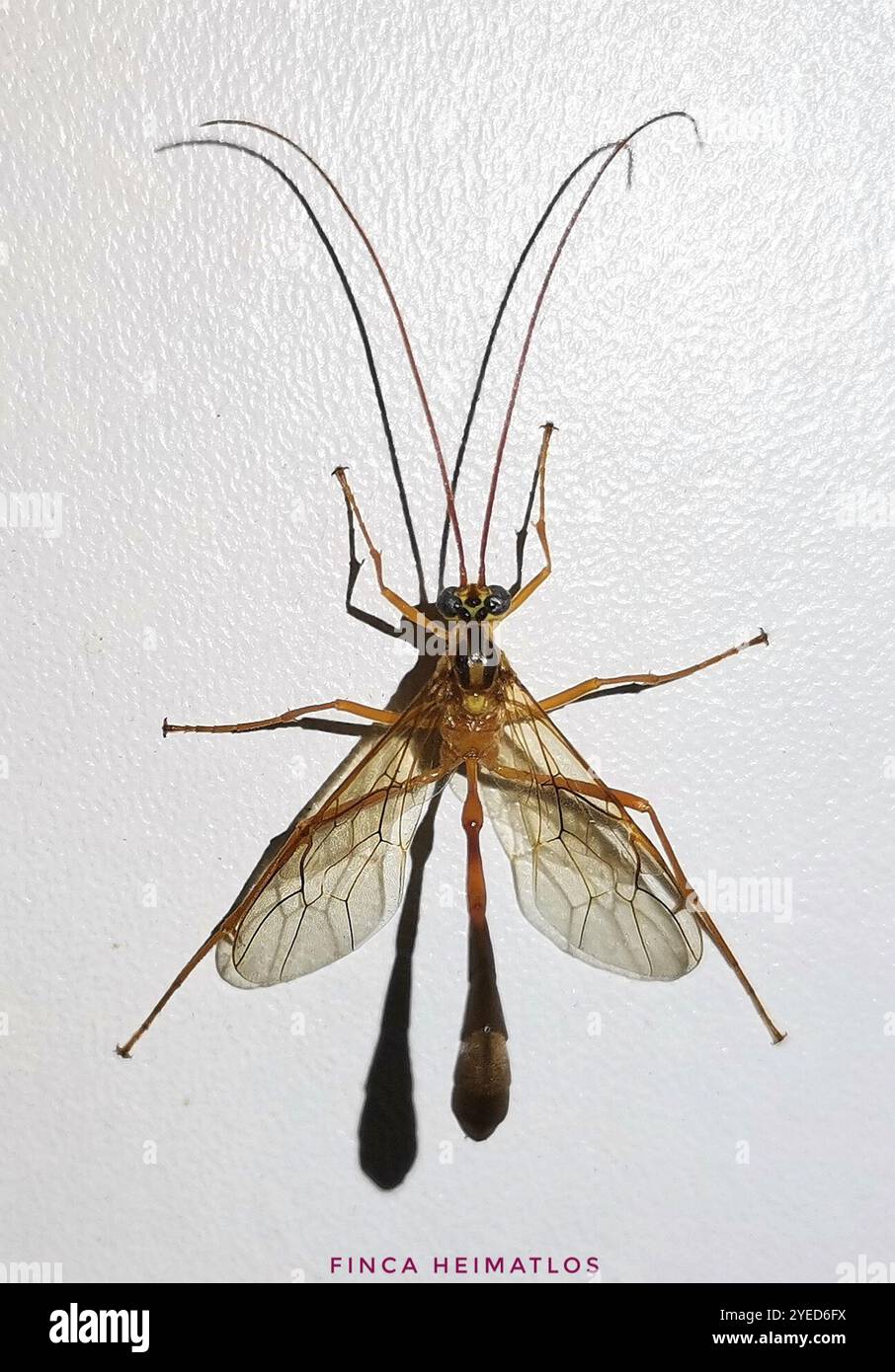 Short-tailed Ichneumonid Wasps (Ophioninae Stock Photo - Alamy