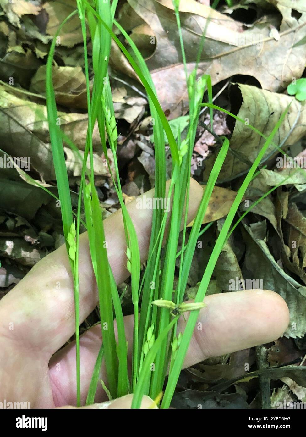 flat-spiked sedge (Carex planispicata Stock Photo - Alamy