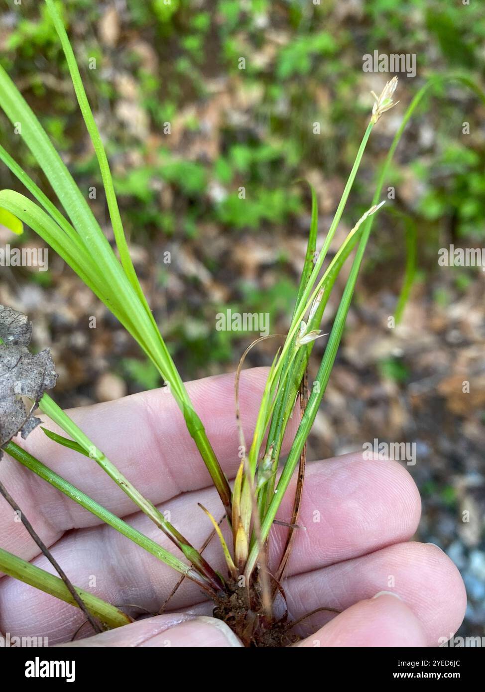 long-stalked sedge (Carex pedunculata Stock Photo - Alamy