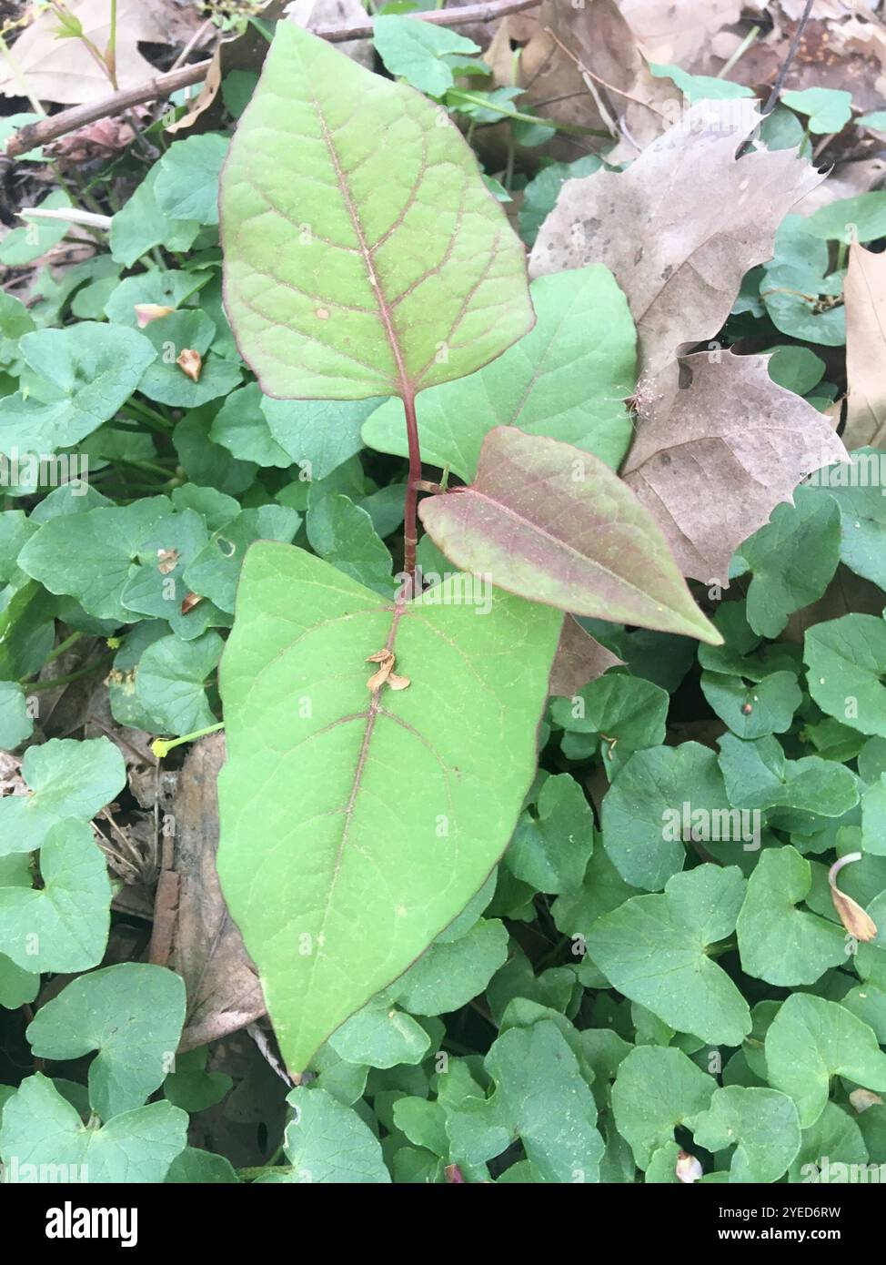 Japanese knotweed (Reynoutria japonica Stock Photo - Alamy