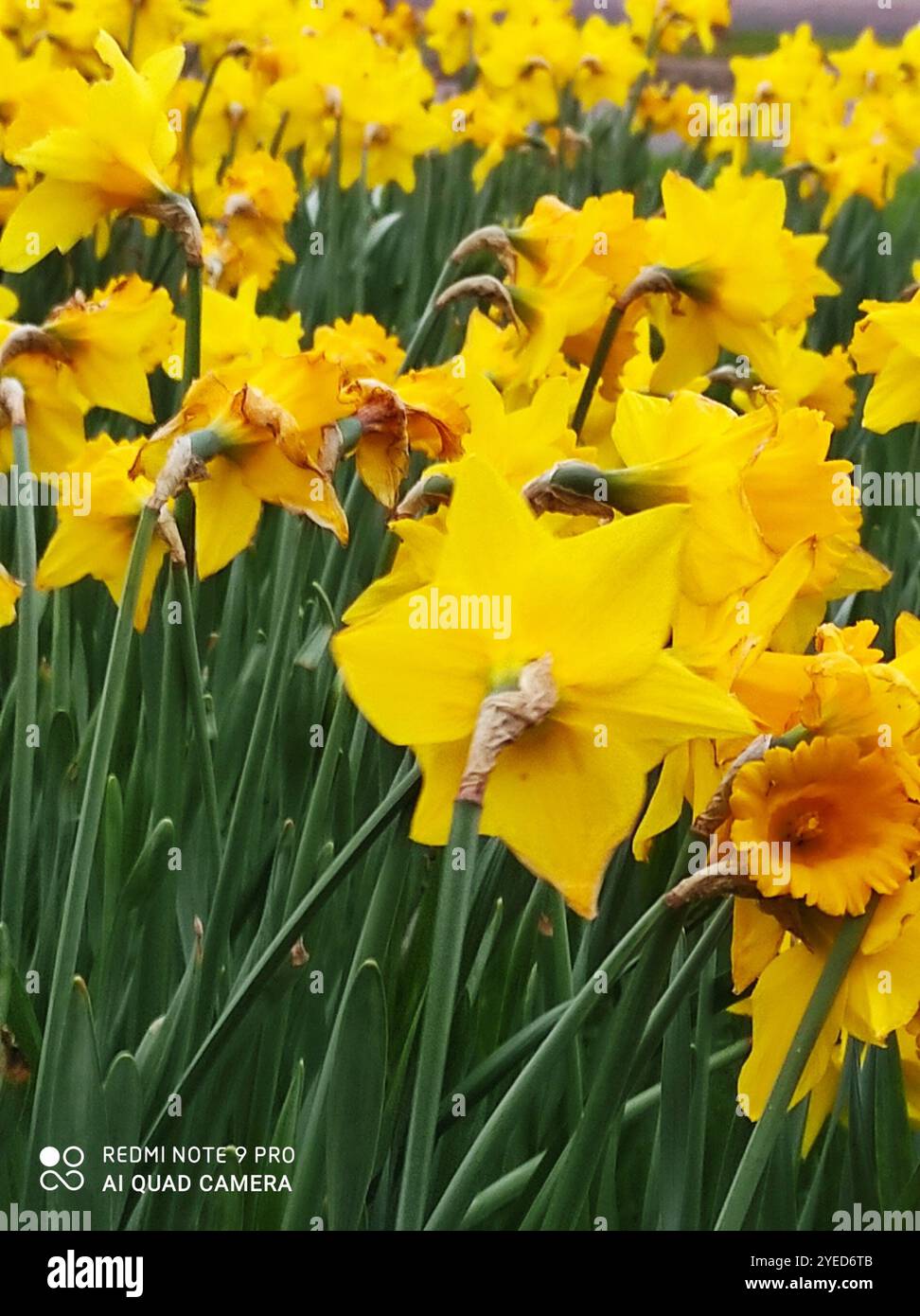 wild daffodil (Narcissus pseudonarcissus Stock Photo - Alamy