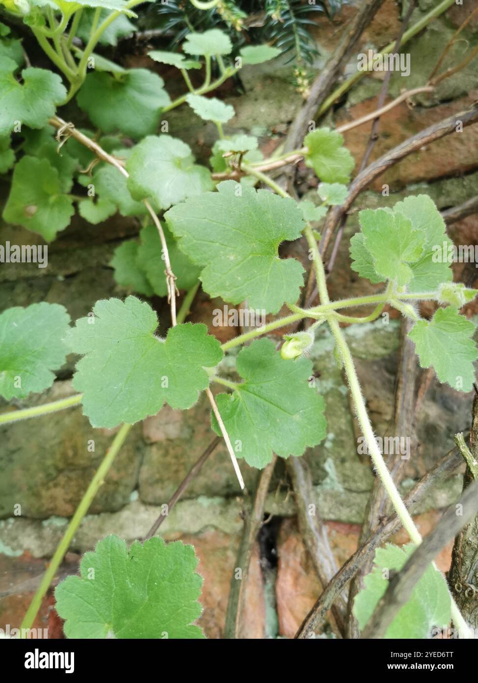 Trailing Snapdragon (Asarina procumbens Stock Photo - Alamy