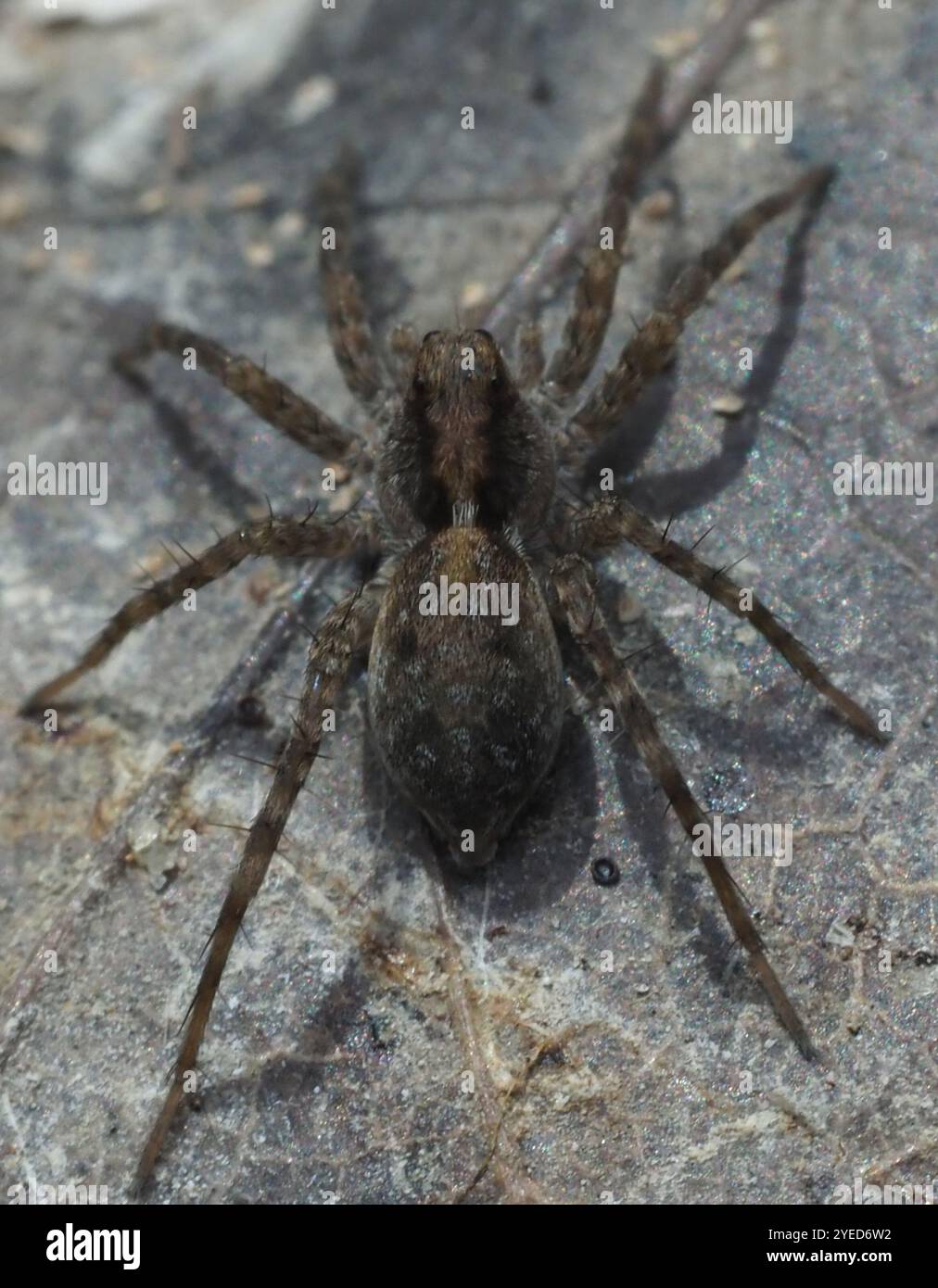 Thin-legged Wolf Spiders (Pardosa Stock Photo - Alamy