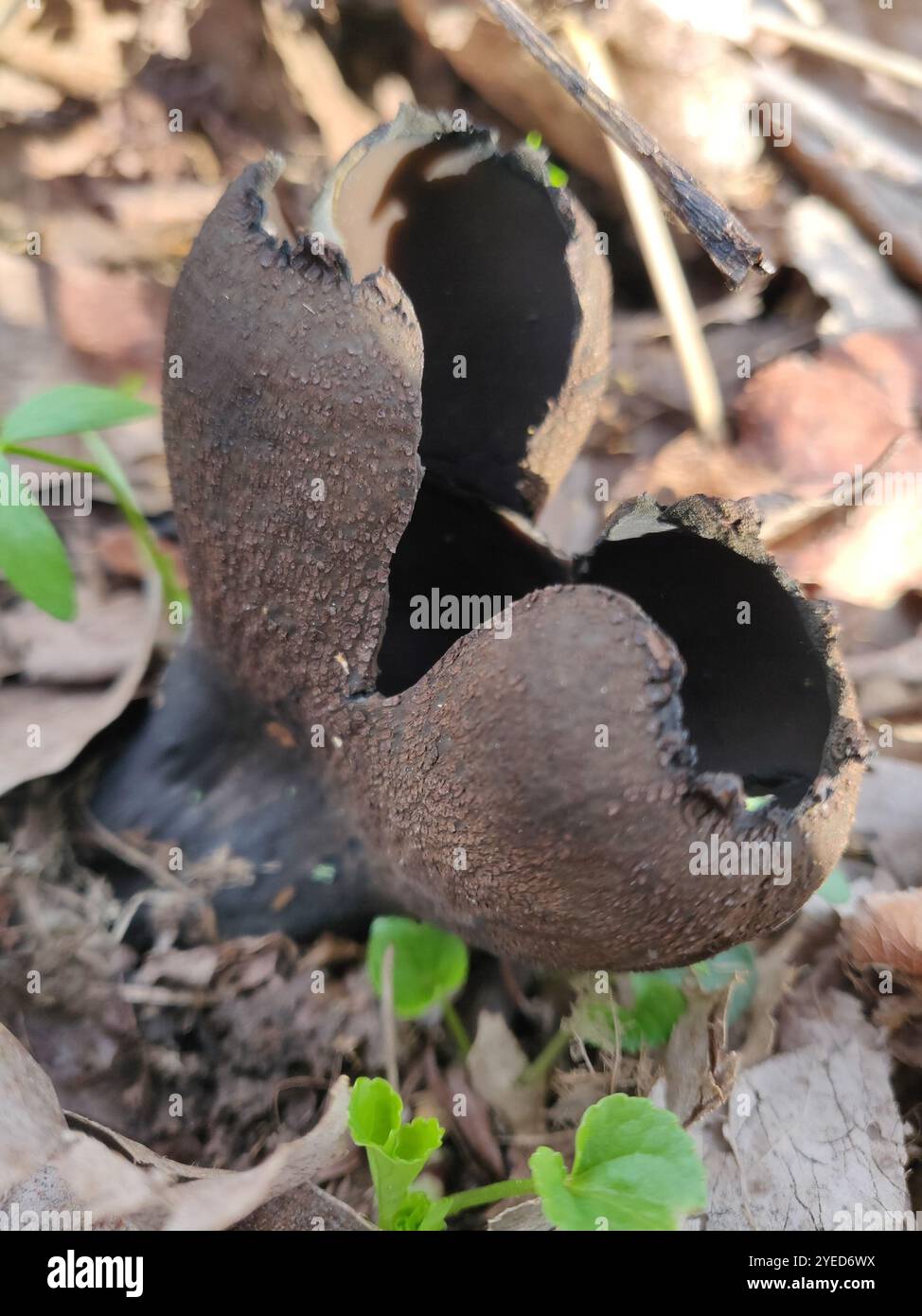 devil's urn (Urnula craterium Stock Photo - Alamy