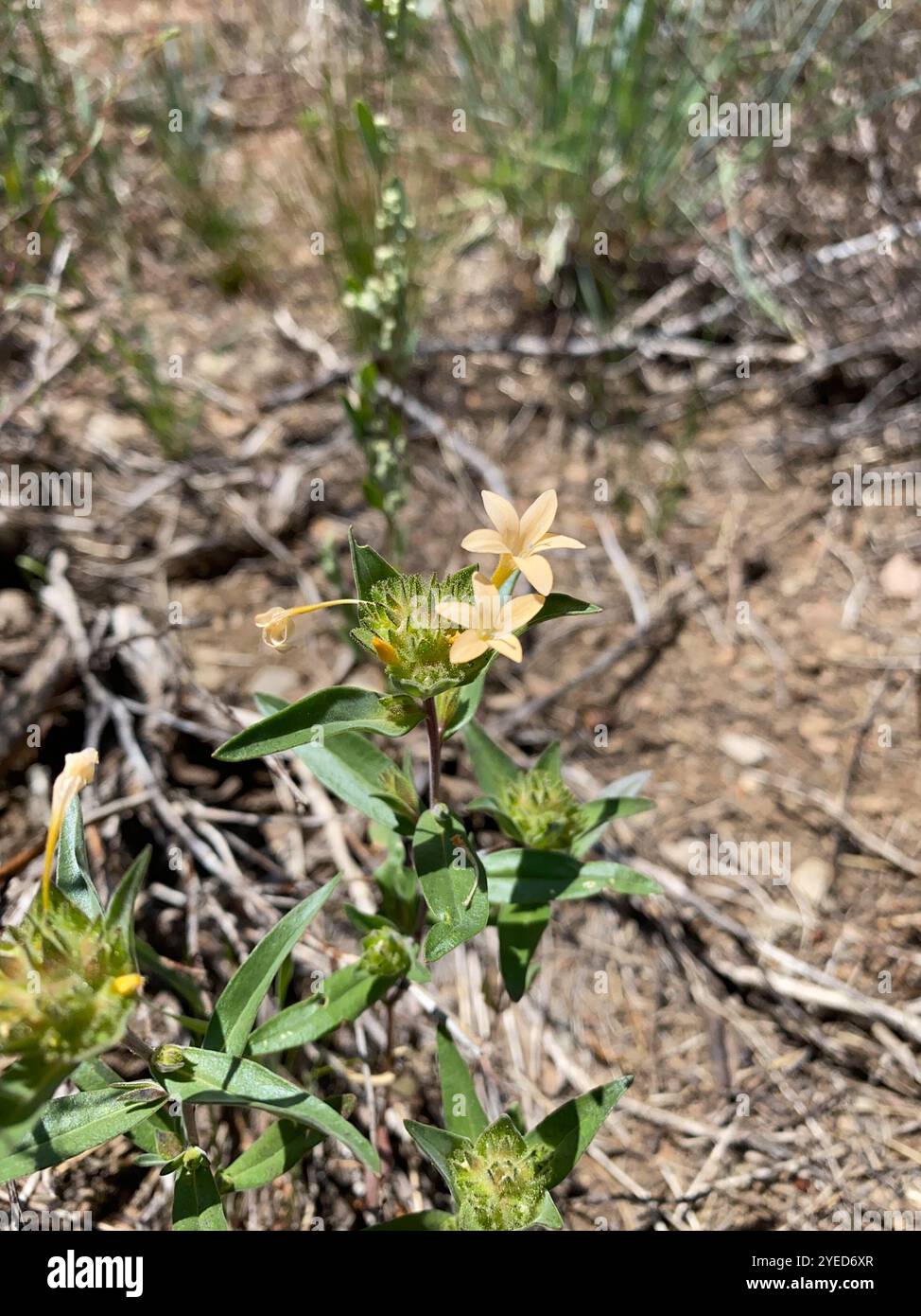 grand collomia (Collomia grandiflora Stock Photo - Alamy