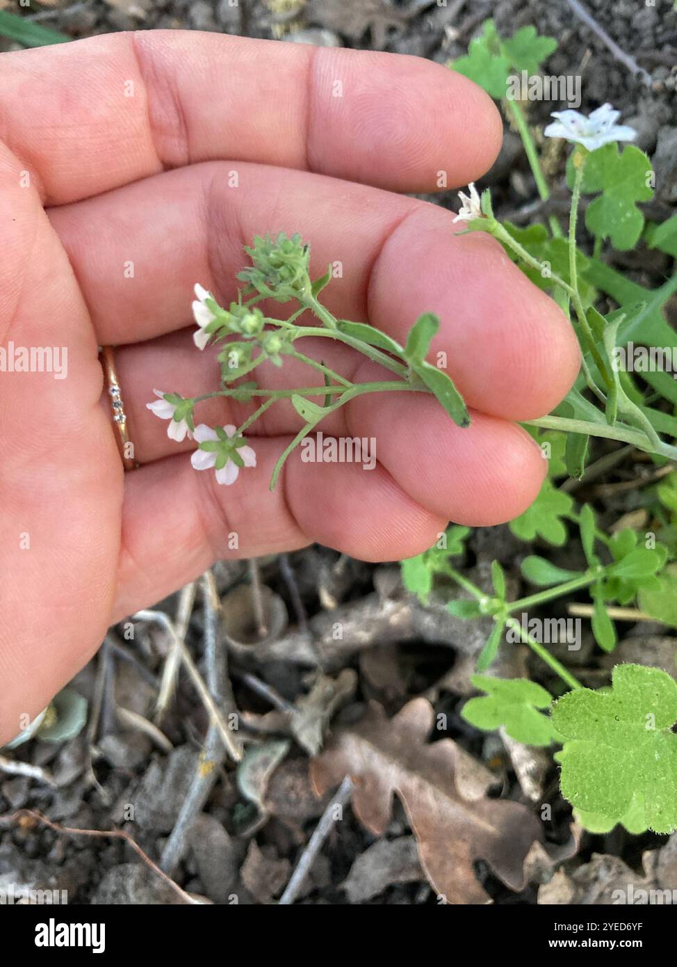 white fiesta flower (Pholistoma membranaceum Stock Photo - Alamy