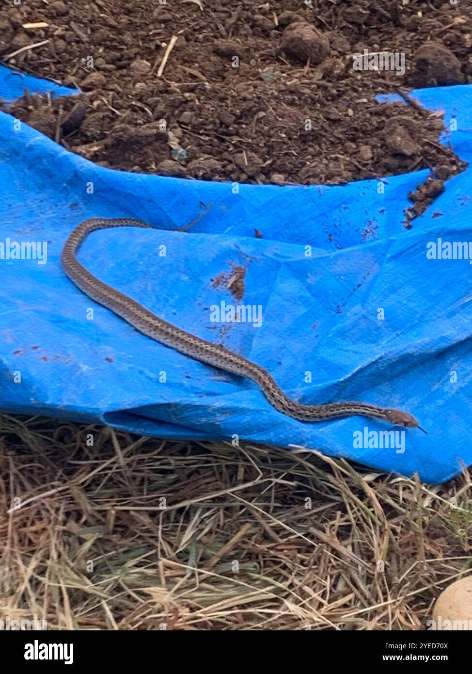San Diego Gopher Snake (Pituophis catenifer annectens Stock Photo - Alamy