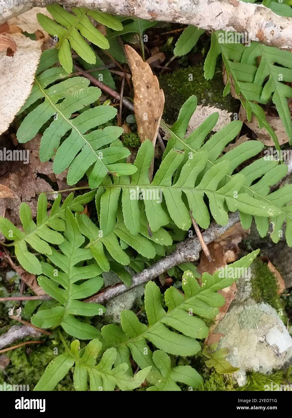 rock polypody (Polypodium virginianum Stock Photo - Alamy