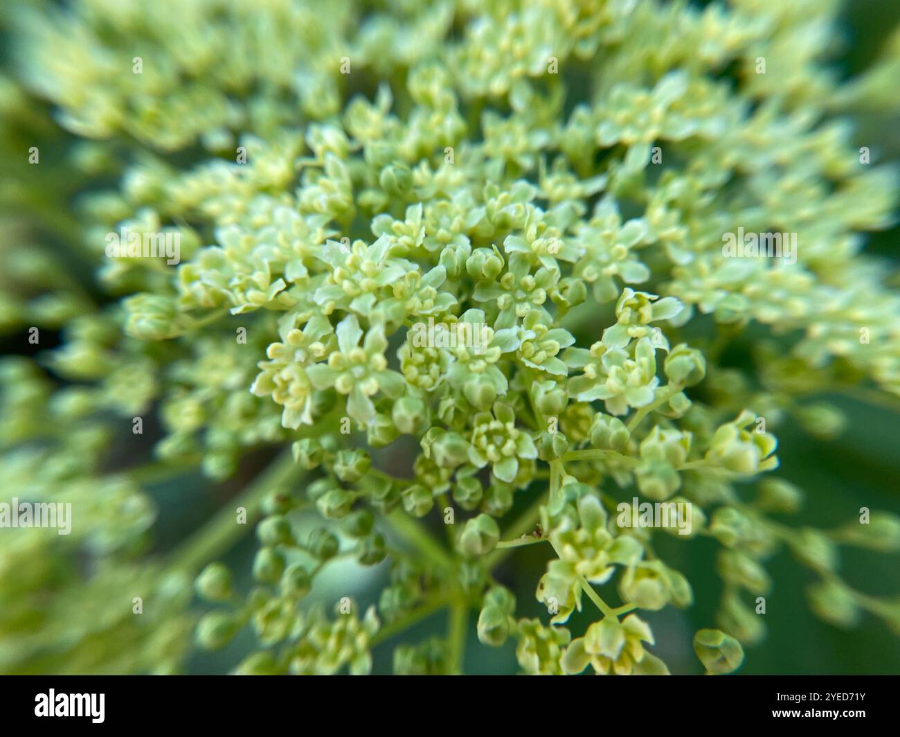 blue elder (Sambucus cerulea Stock Photo - Alamy