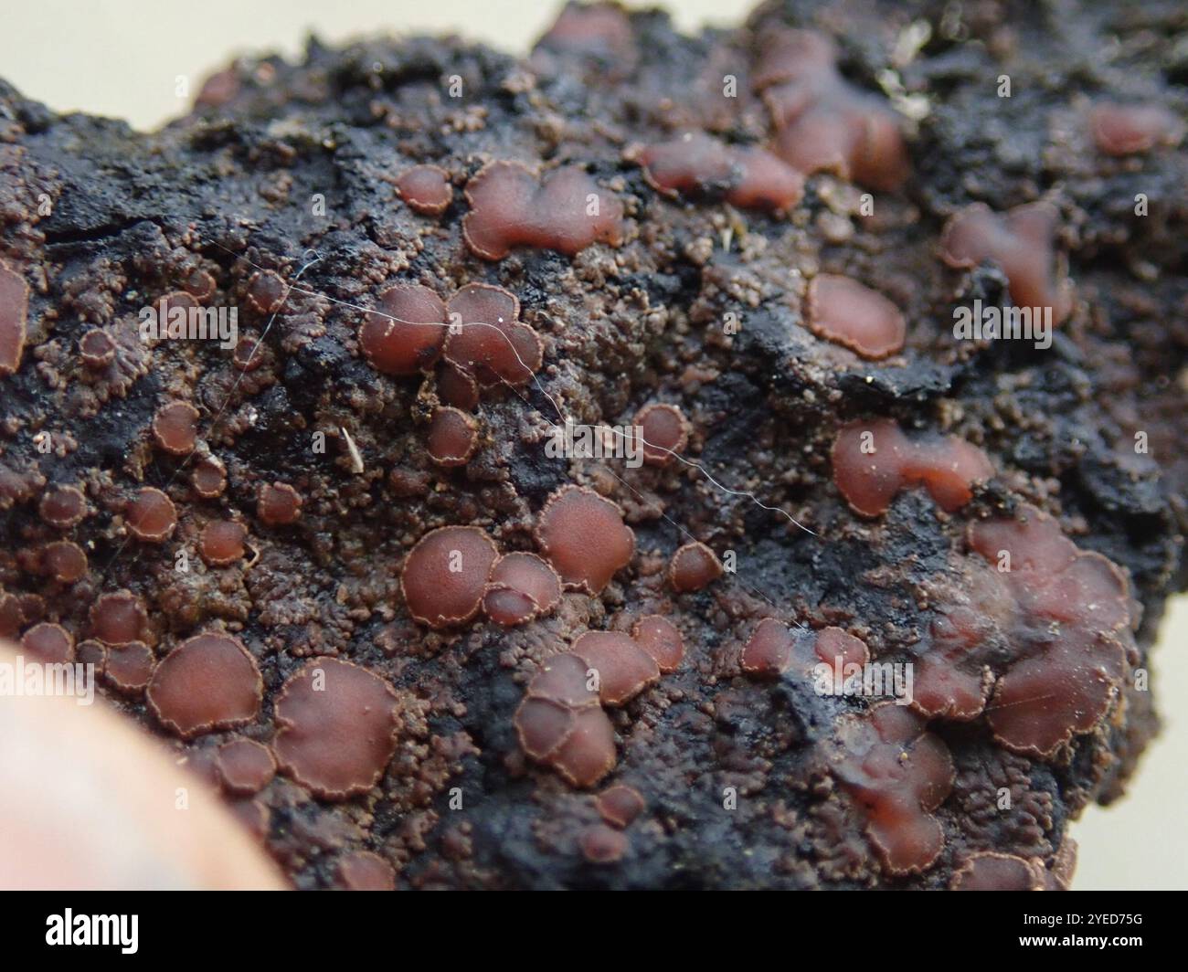 Brown-gray Moss-shingle Lichen (Protopannaria pezizoides Stock Photo ...