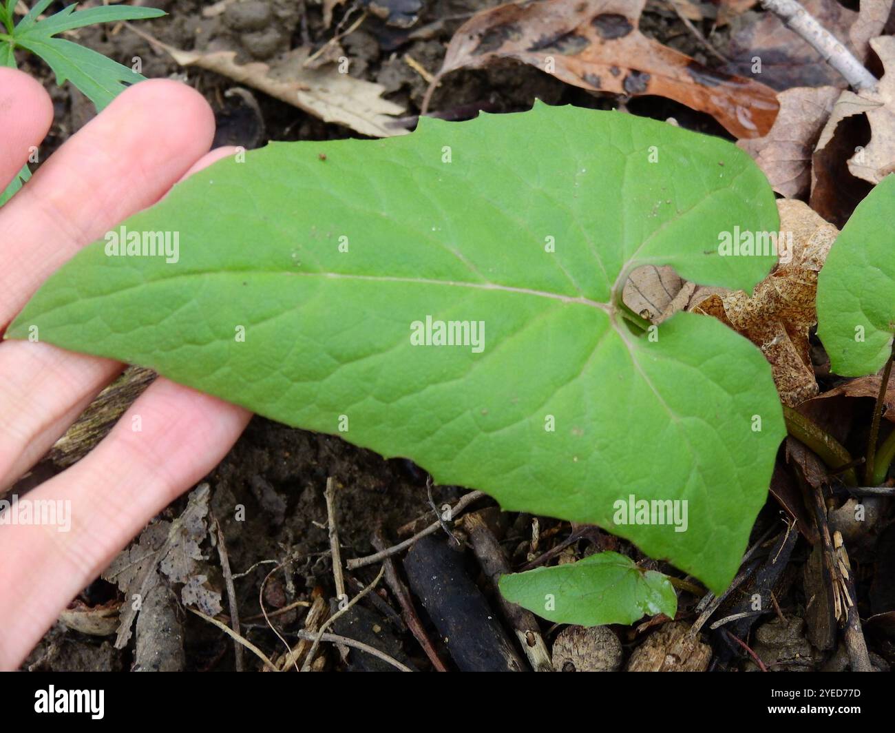 tall rattlesnake root (Nabalus altissimus Stock Photo - Alamy