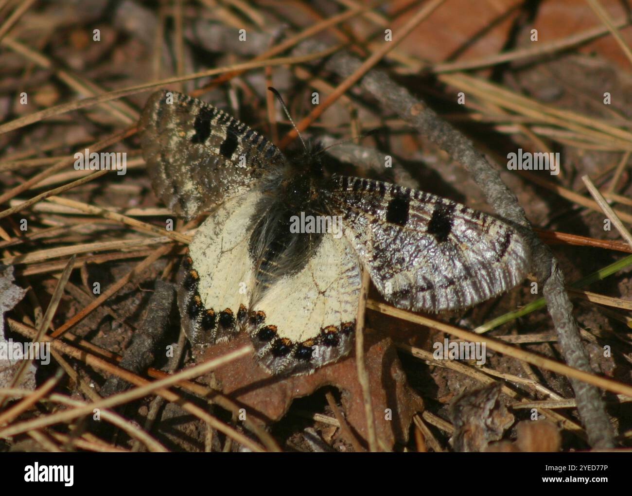 False Apollo (Archon apollinus Stock Photo - Alamy