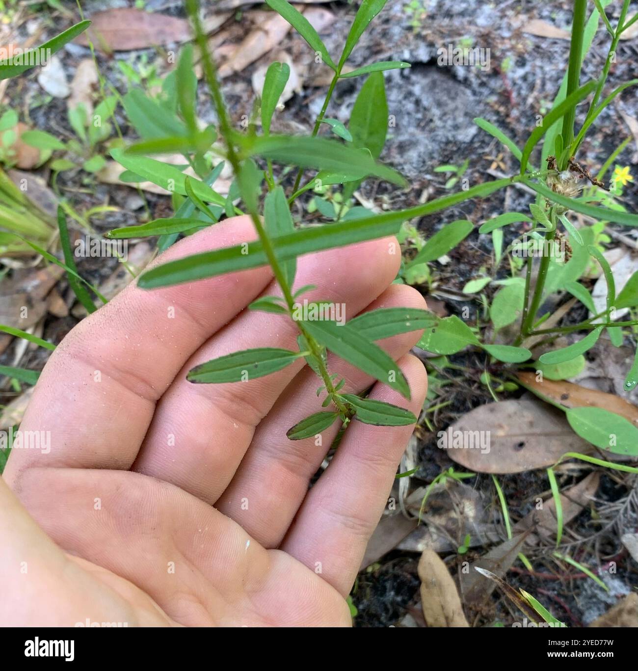 Maryland meadowbeauty (Rhexia mariana mariana Stock Photo - Alamy