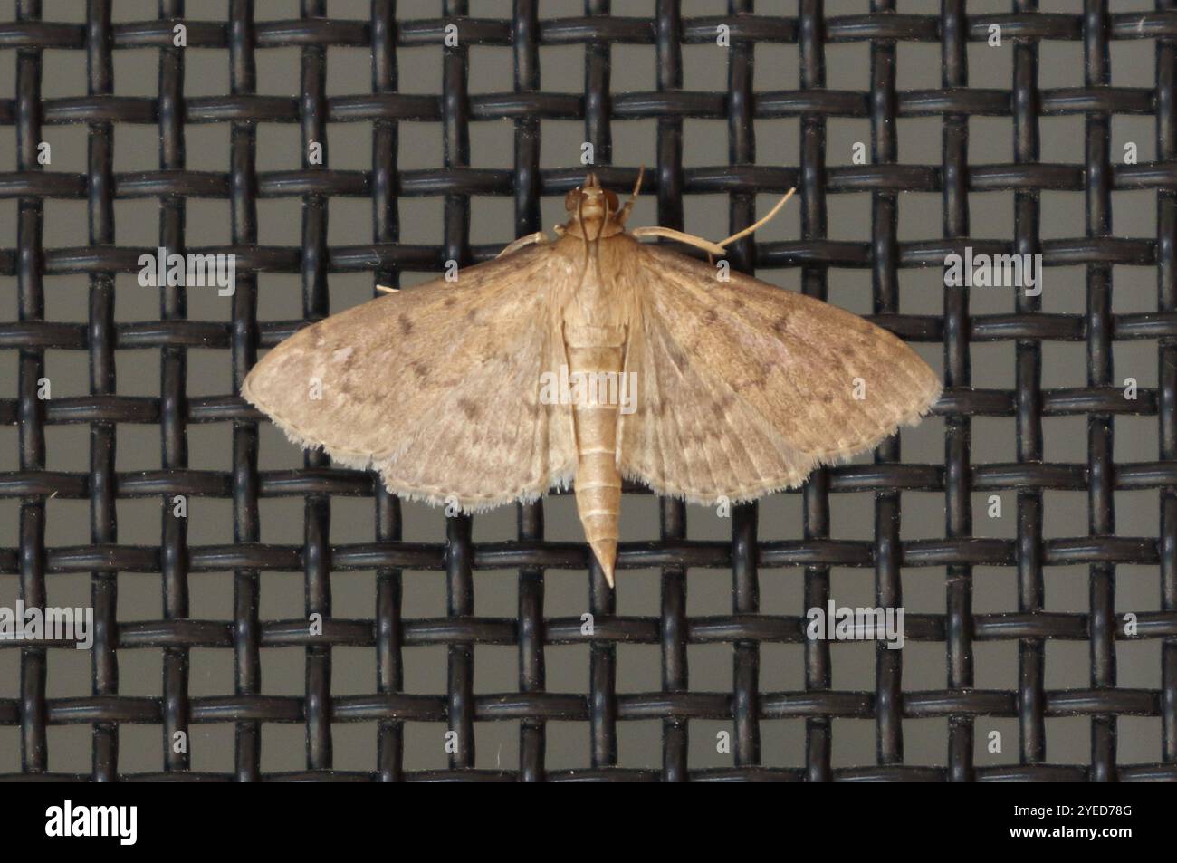 Grass Webworm Moth (Herpetogramma licarsisalis Stock Photo - Alamy