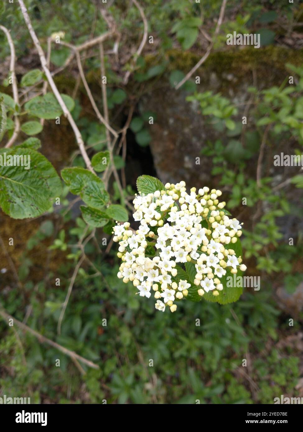 Wayfaring-tree (Viburnum lantana Stock Photo - Alamy