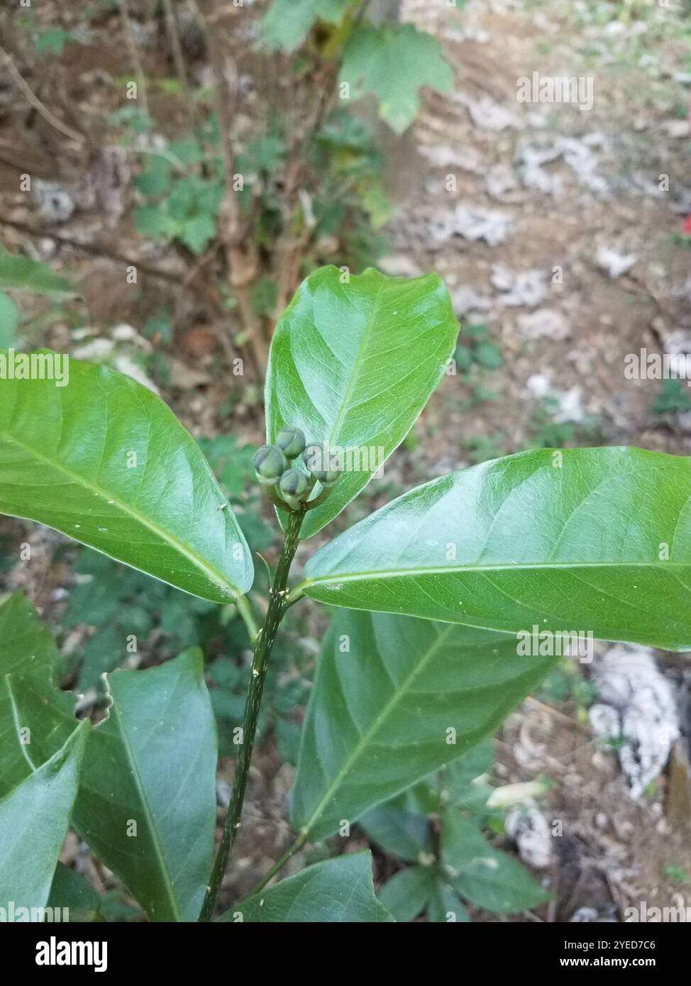 Capparaceae family hi-res stock photography and images - Alamy