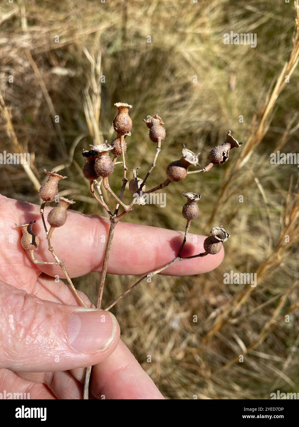 Savannah meadowbeauty (Rhexia alifanus Stock Photo - Alamy