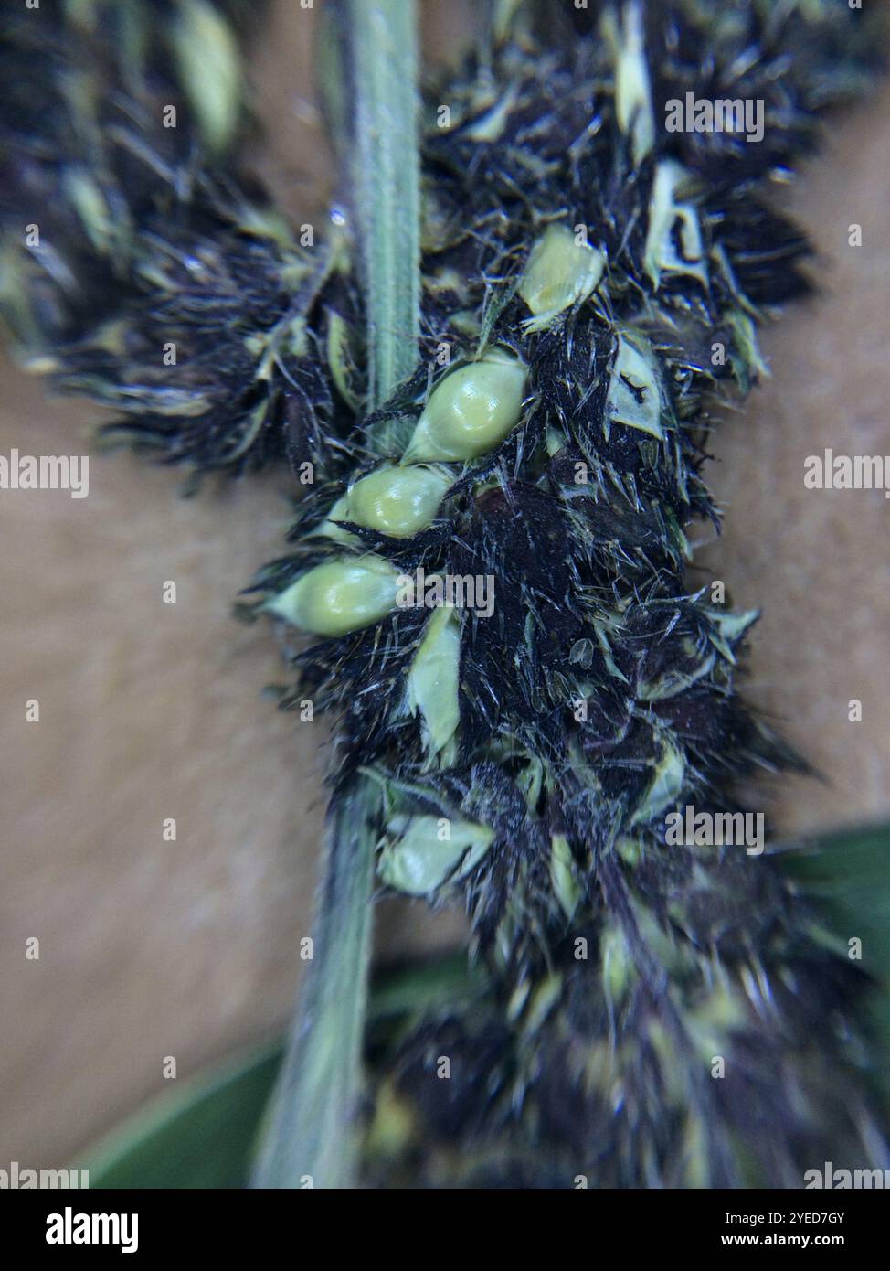 small-flowered spiny barnyard grass (Echinochloa muricata microstachya ...