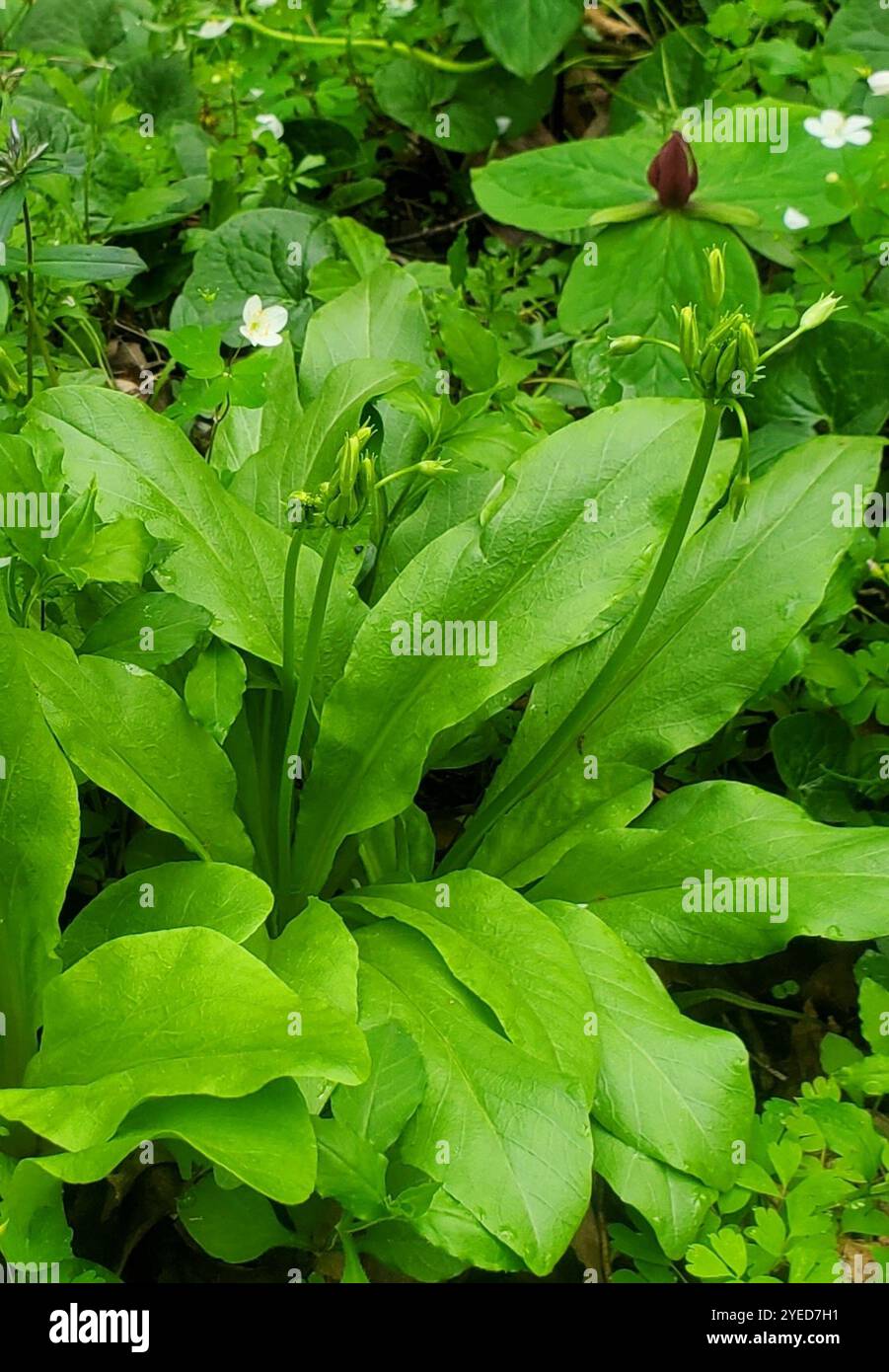 eastern shooting star (Primula meadia Stock Photo - Alamy
