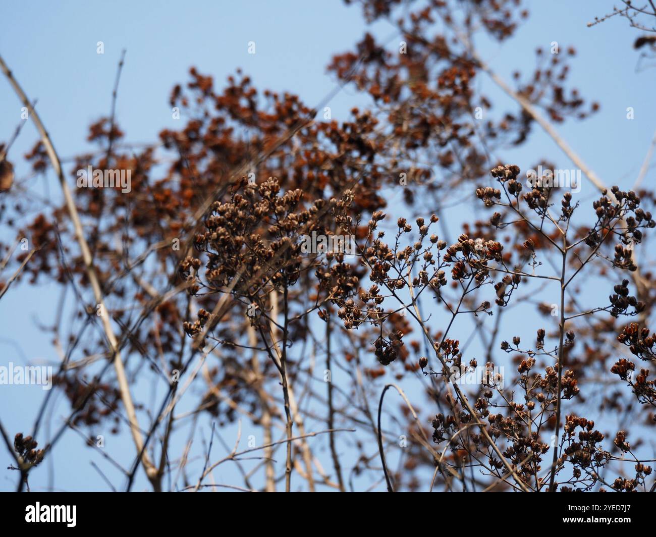 Subcostate Crape Myrtle (Lagerstroemia subcostata Stock Photo - Alamy