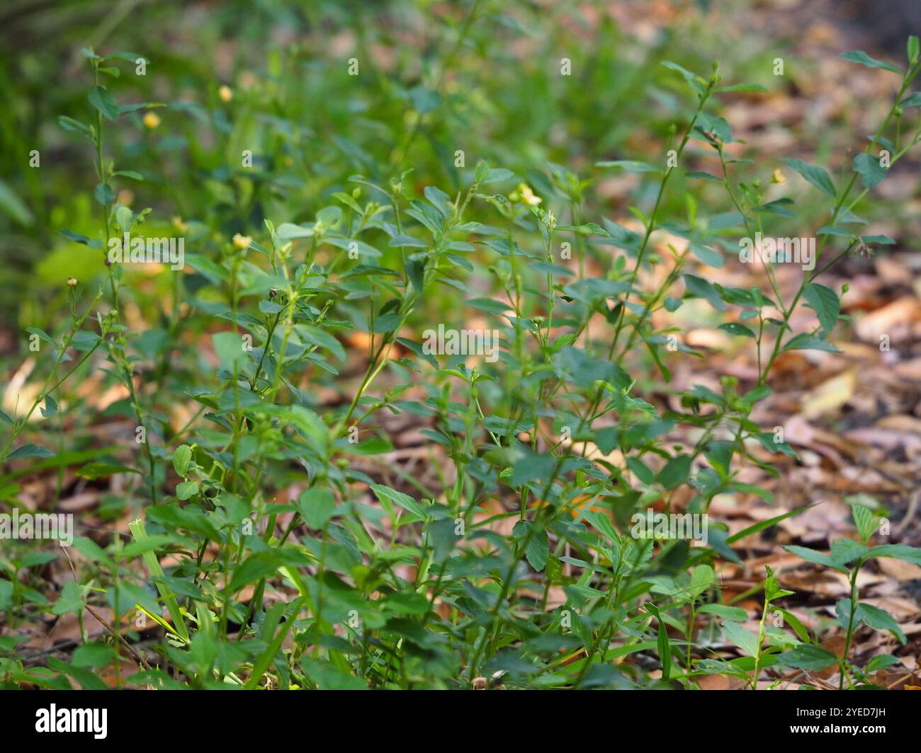 Cuban jute (Sida rhombifolia Stock Photo - Alamy
