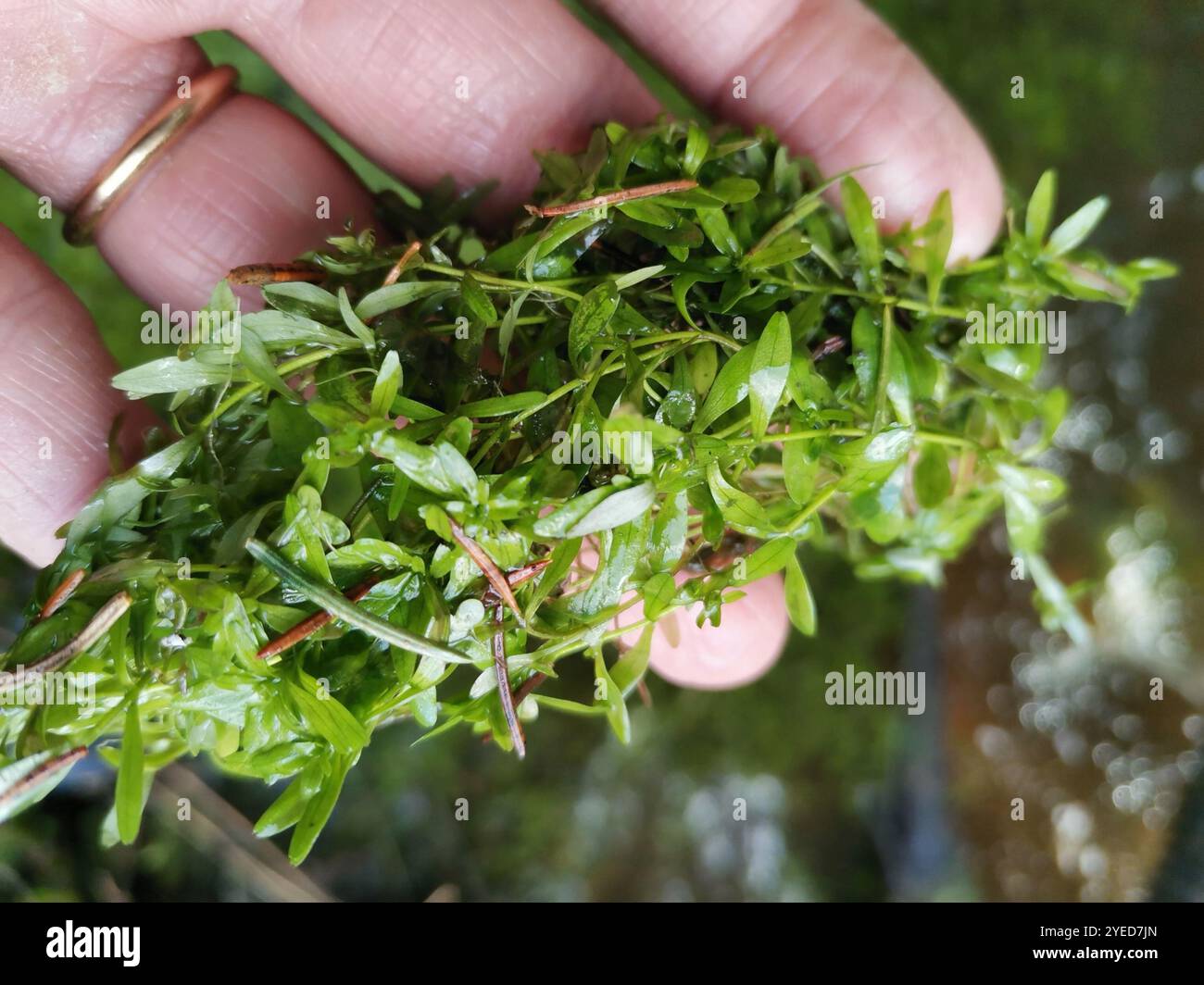 Canadian Waterweed (Elodea canadensis Stock Photo - Alamy